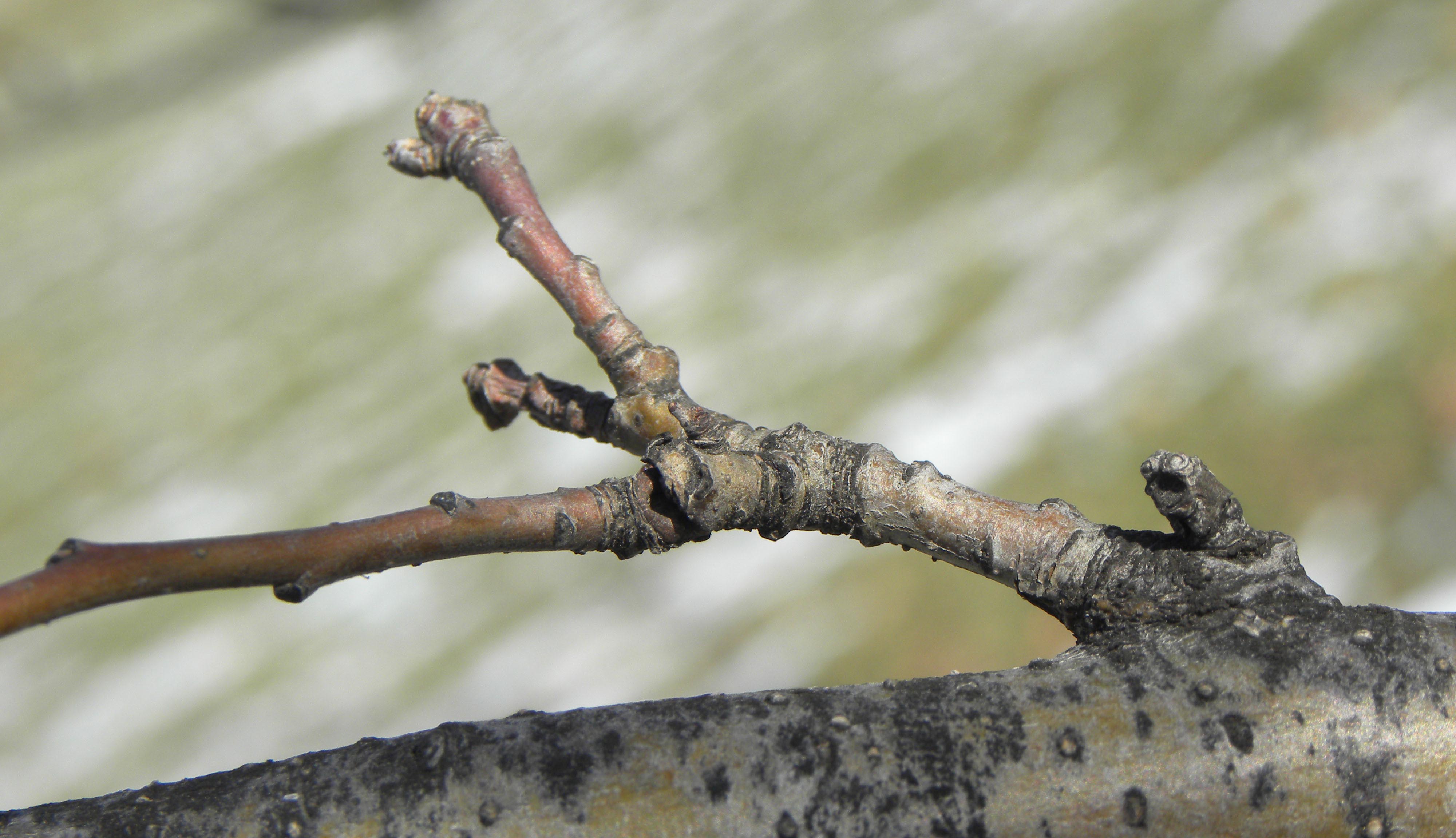 Malus × ‘Winter Gold’ – Purdue Arboretum Explorer