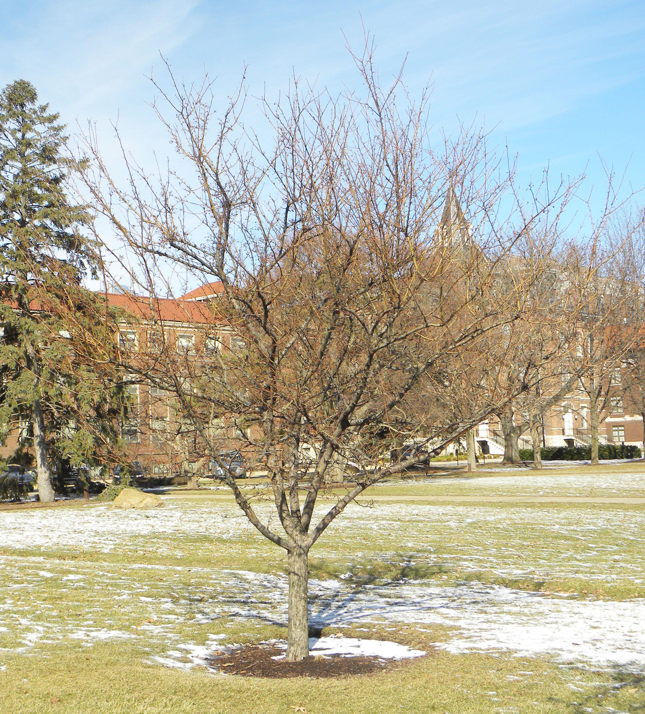 Malus × ‘Winter Gold’ – Purdue Arboretum Explorer