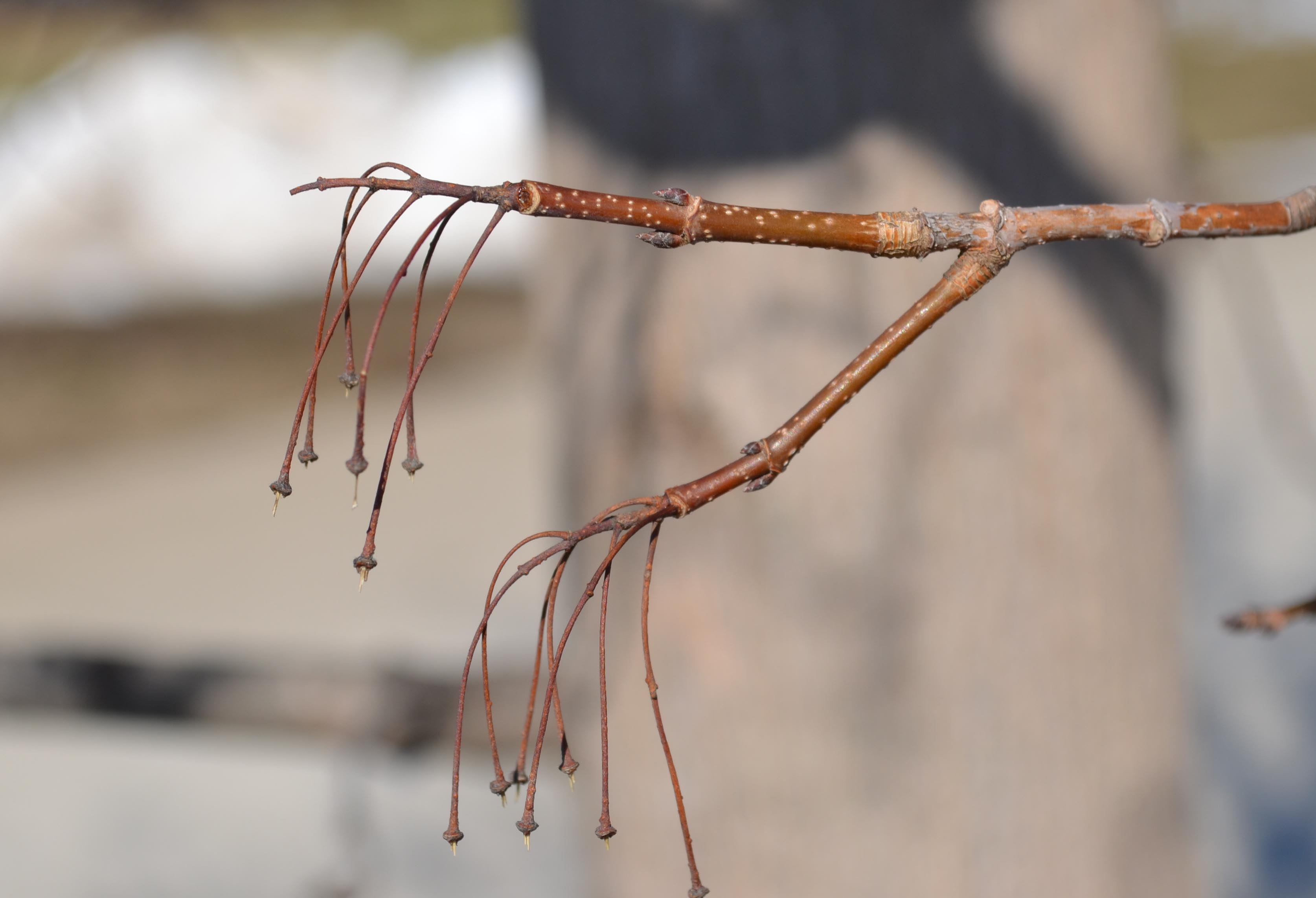 Acer saccharum ‘Commemoration’ [sold as Commemoration®] – Purdue ...