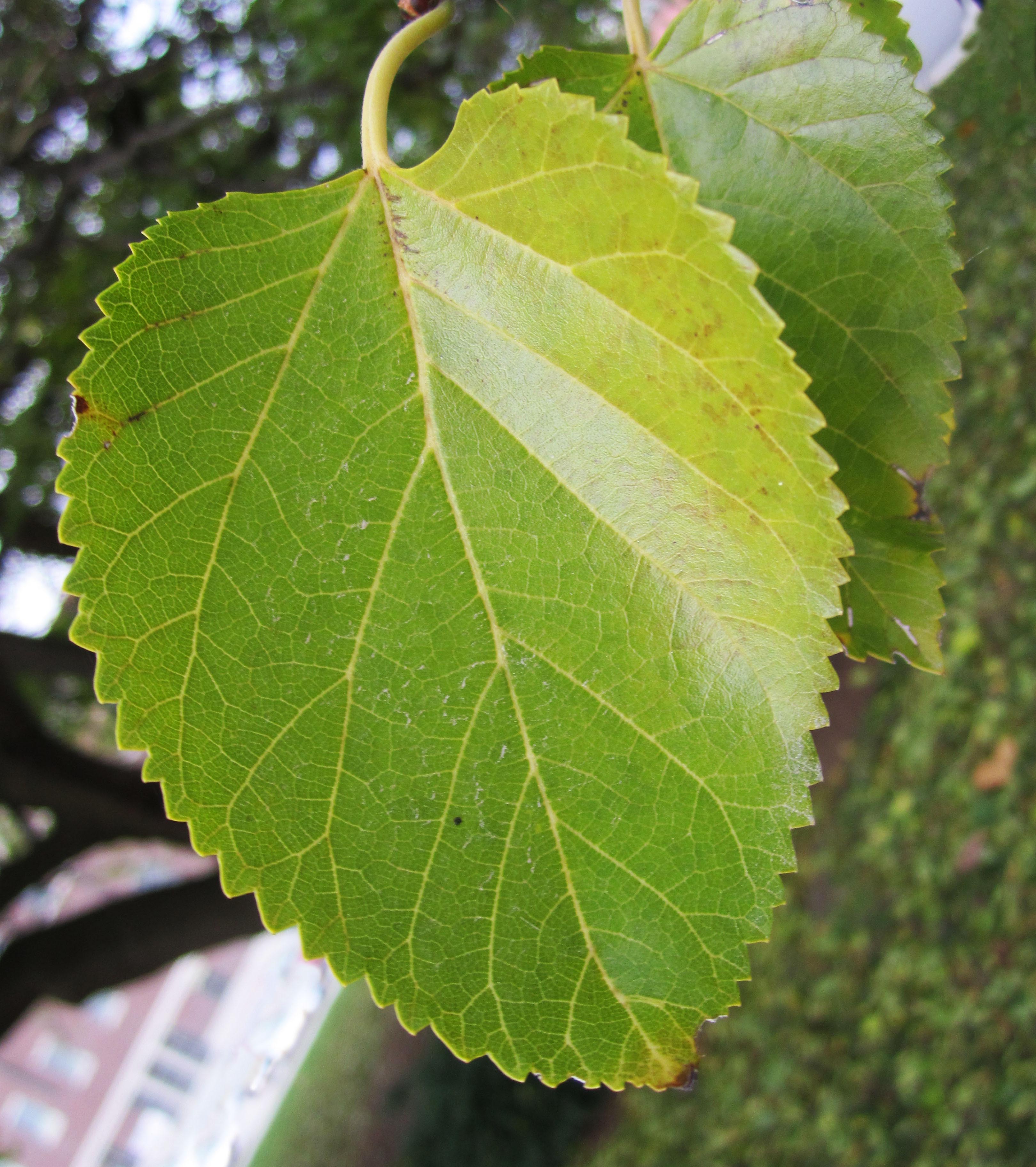 Morus rubra – Purdue Arboretum Explorer