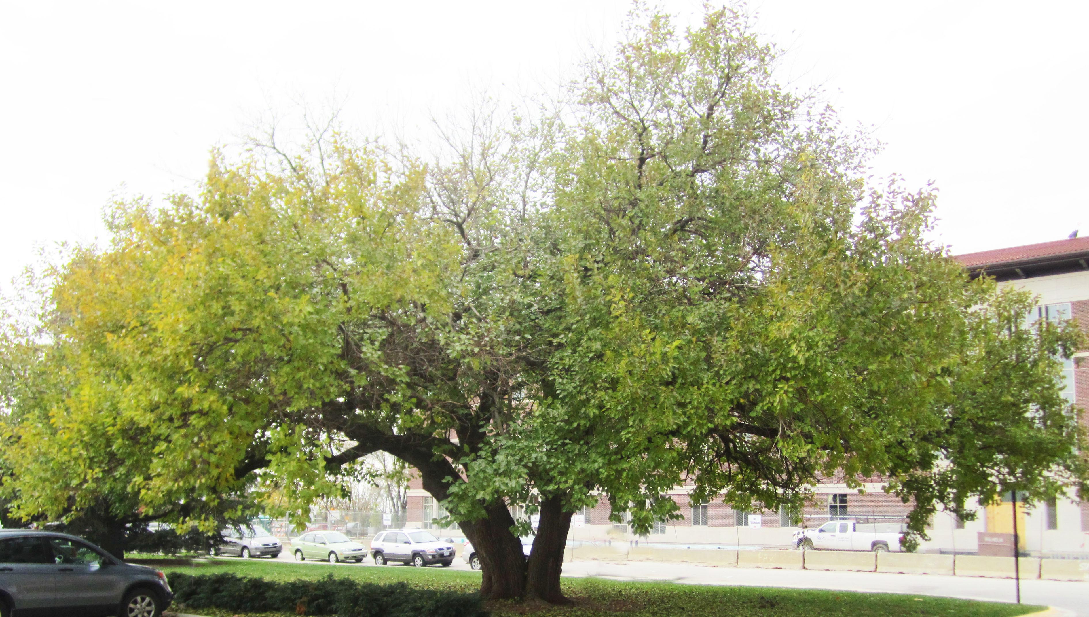 Morus rubra – Purdue Arboretum Explorer