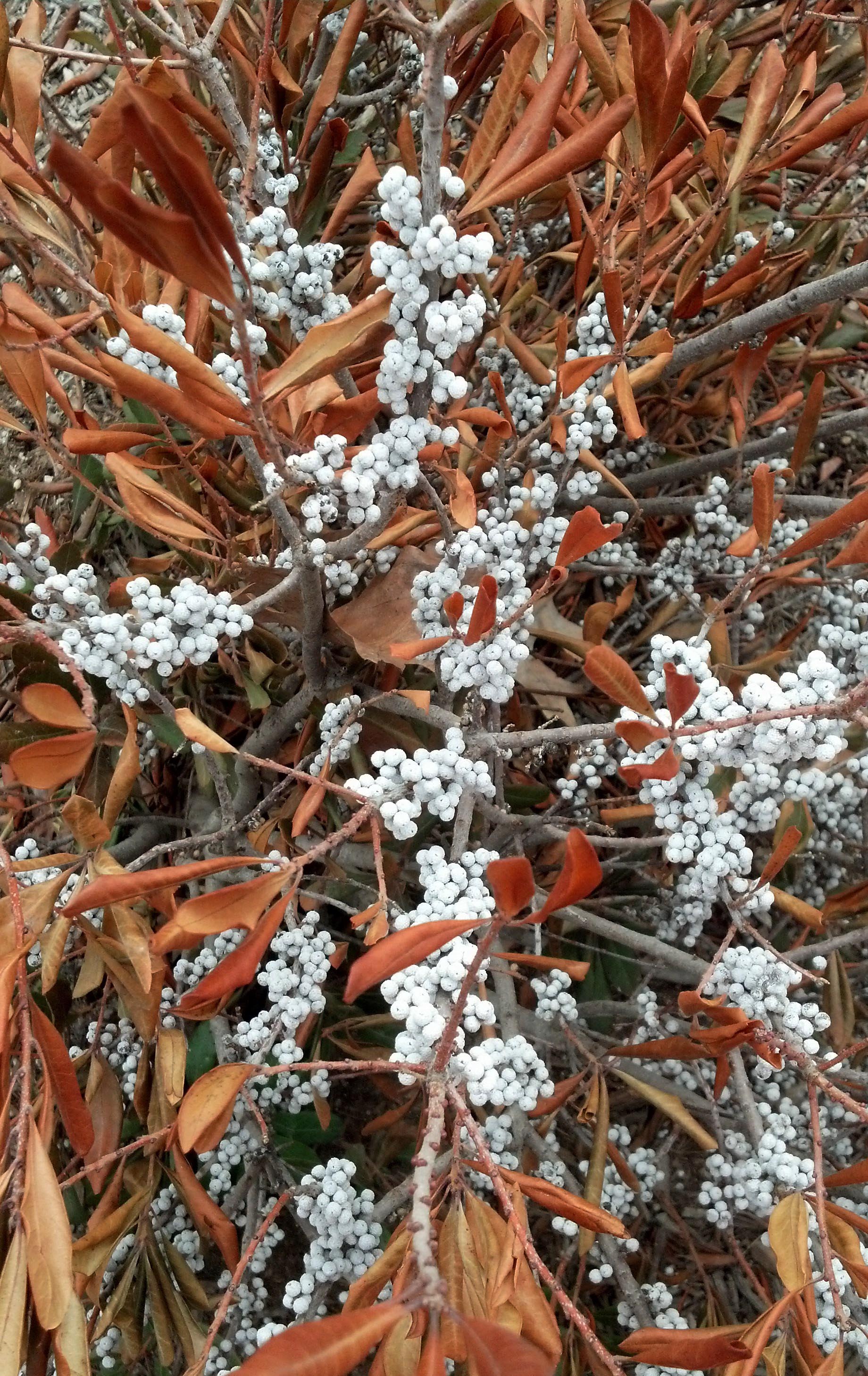 Myrica pensylvanica – Purdue Arboretum Explorer