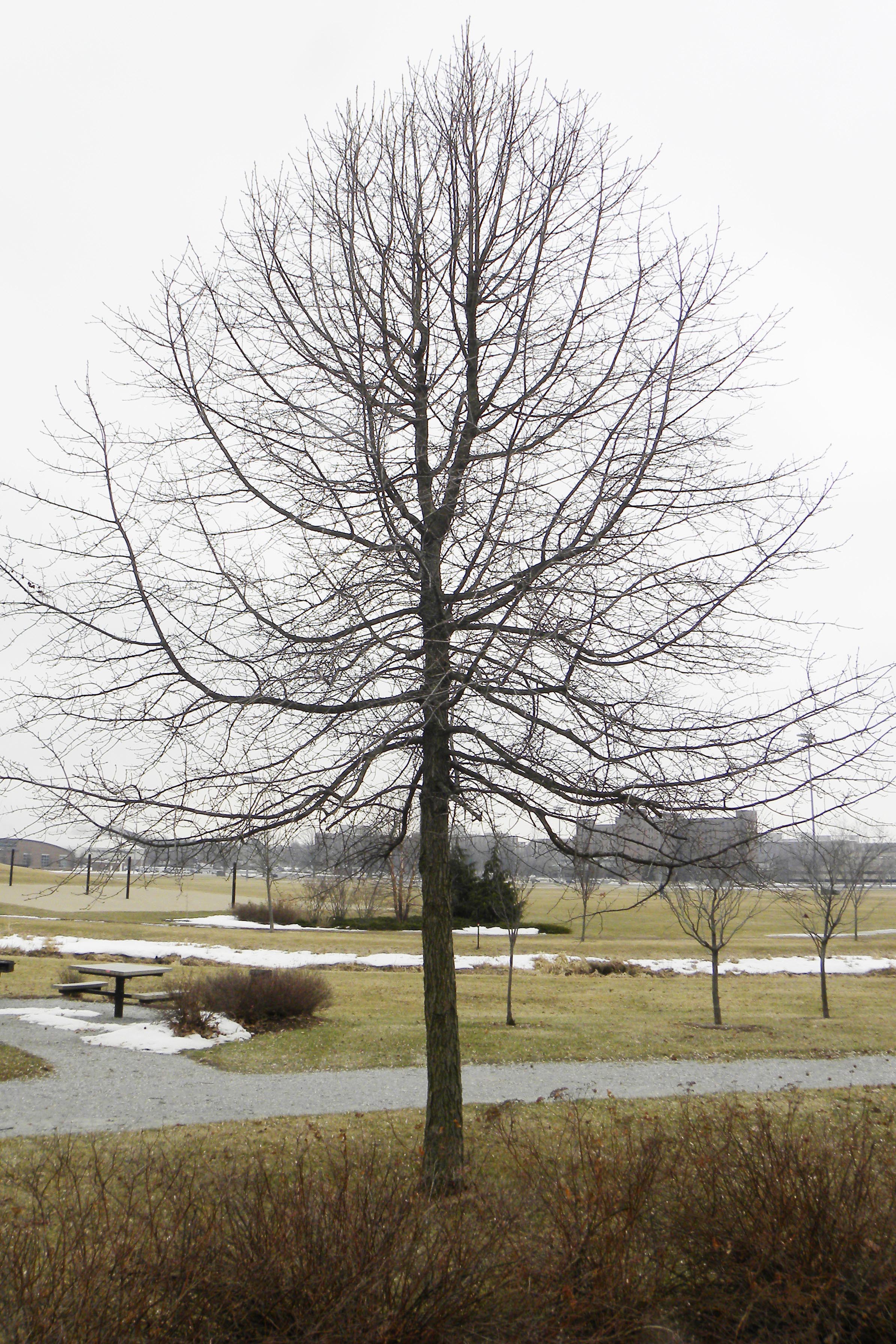 Nyssa sylvatica – Purdue Arboretum Explorer