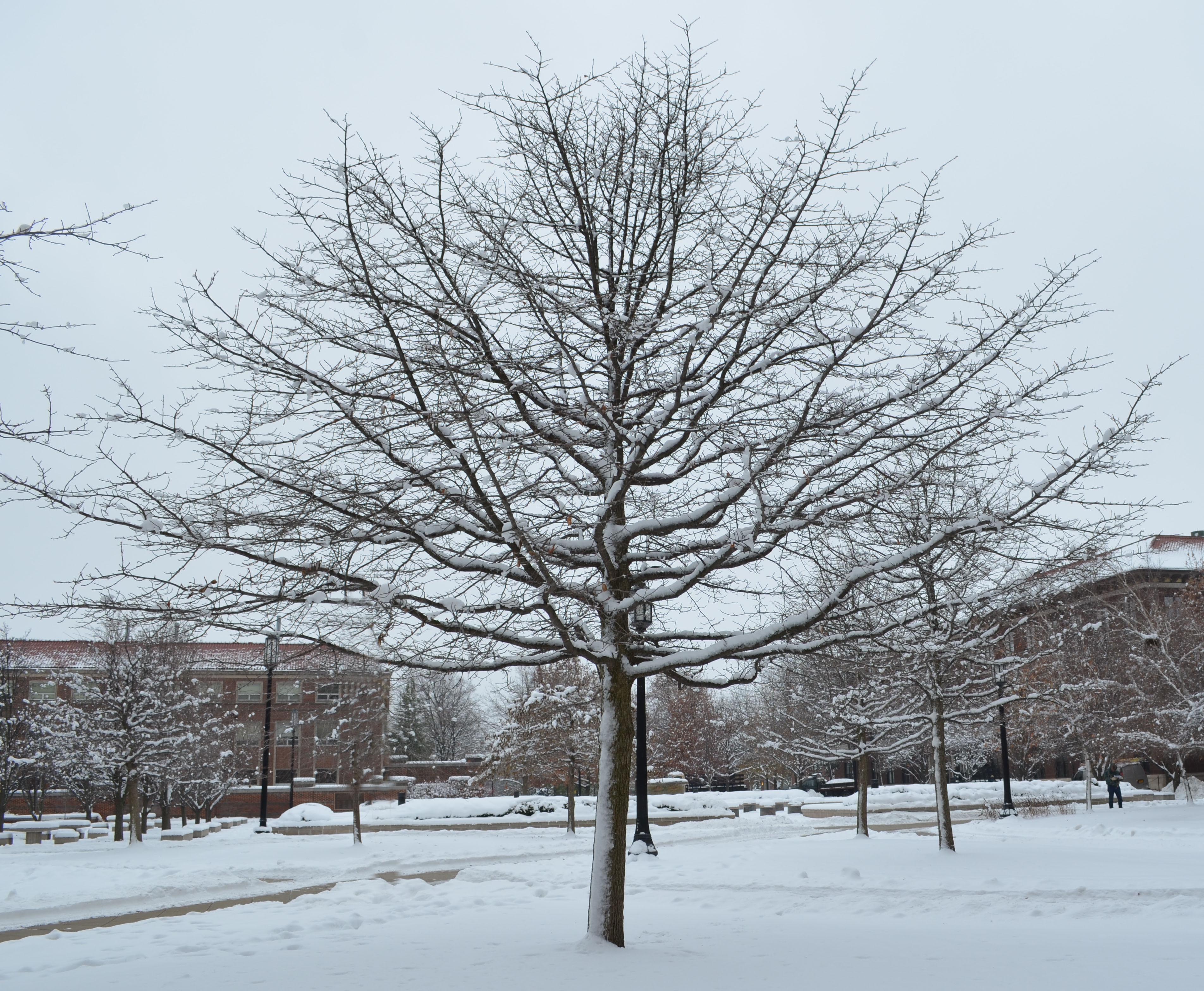 Nyssa sylvatica – Purdue Arboretum Explorer