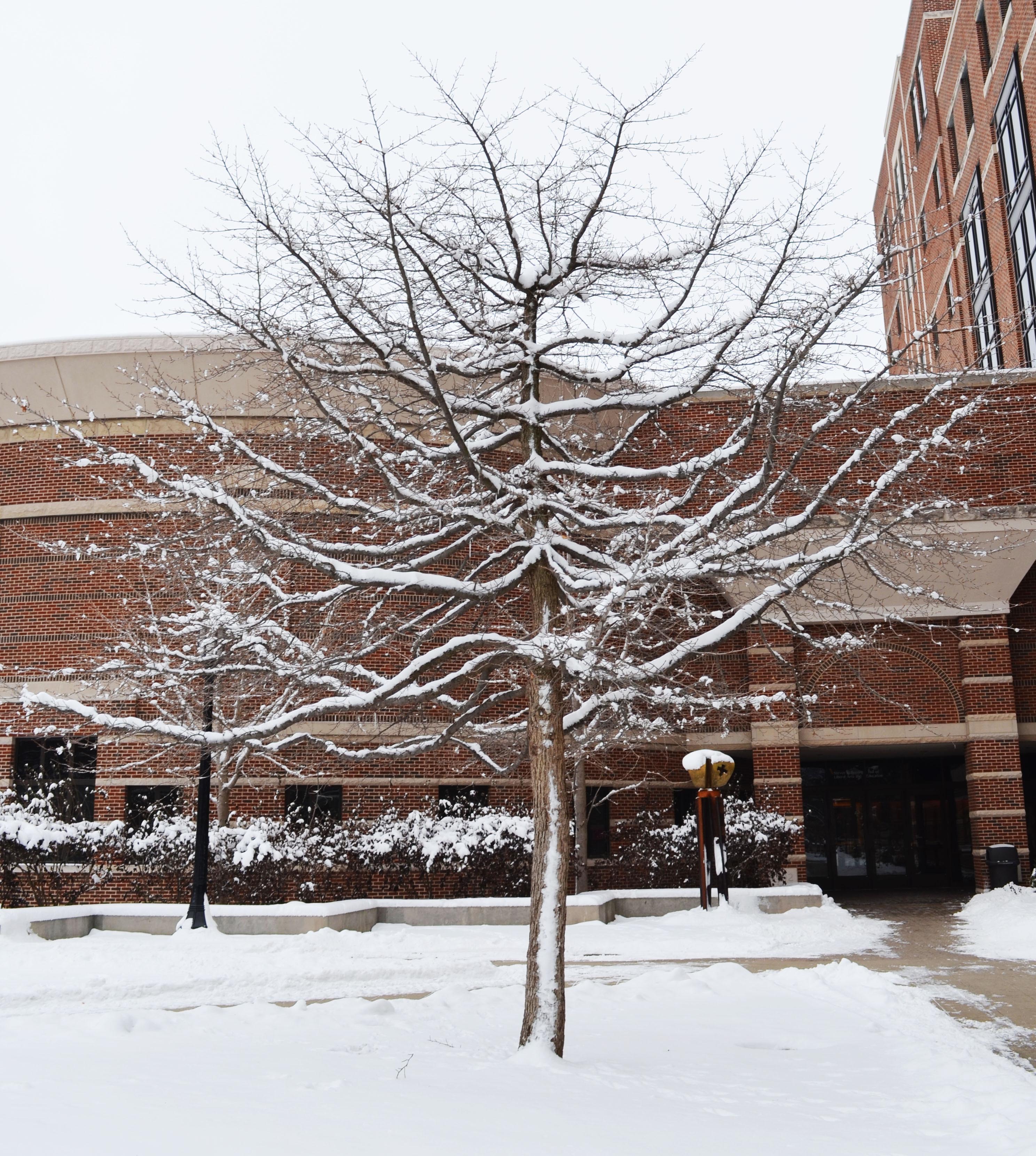 Nyssa sylvatica – Purdue Arboretum Explorer