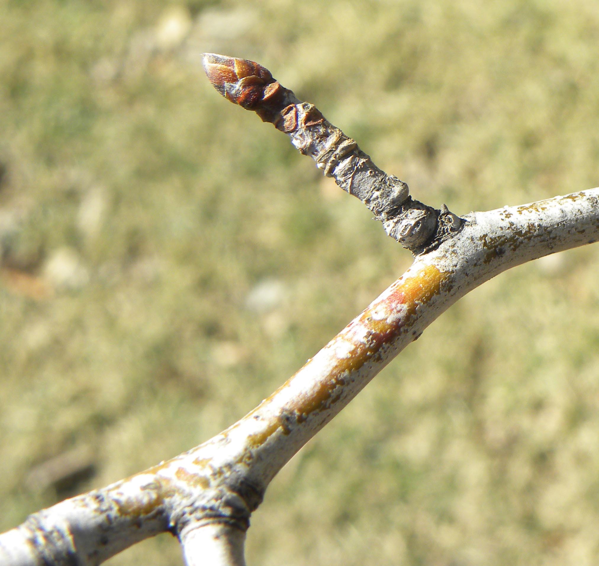 Nyssa sylvatica – Purdue Arboretum Explorer