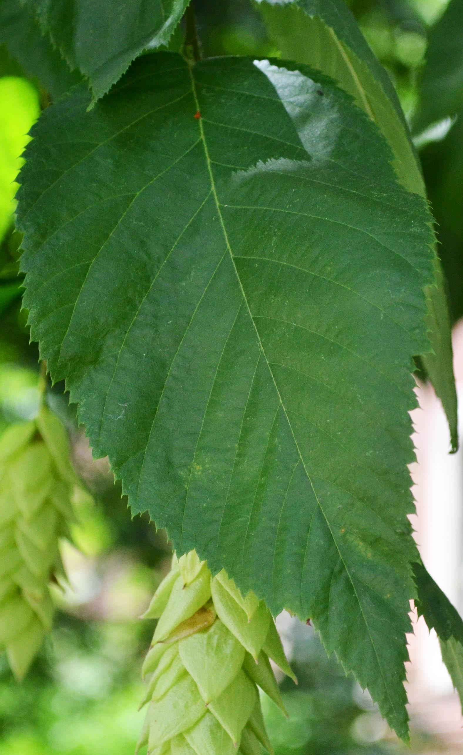 Ostrya virginiana – Purdue Arboretum Explorer