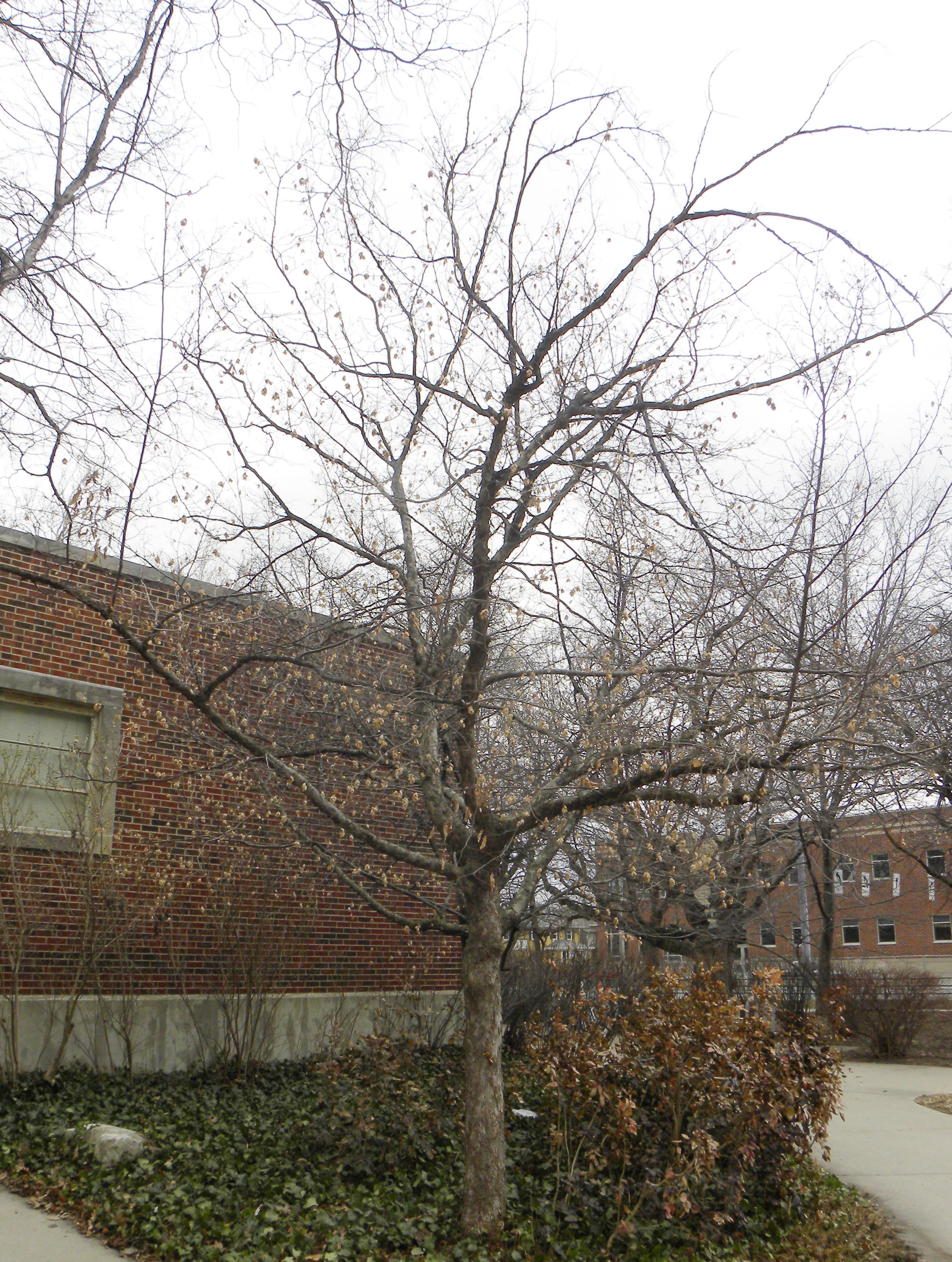 Ostrya virginiana – Purdue Arboretum Explorer