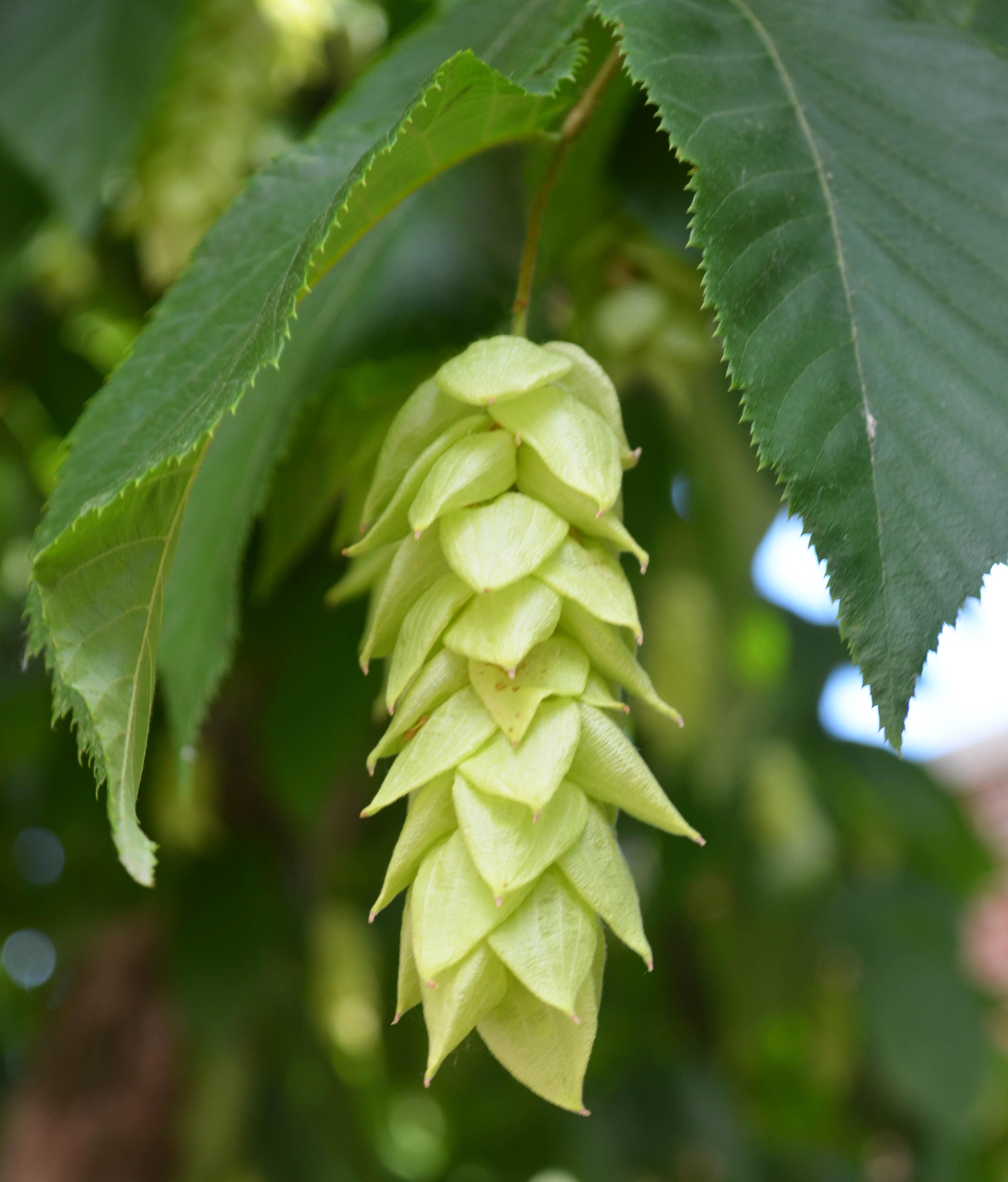 Ostrya virginiana – Purdue Arboretum Explorer
