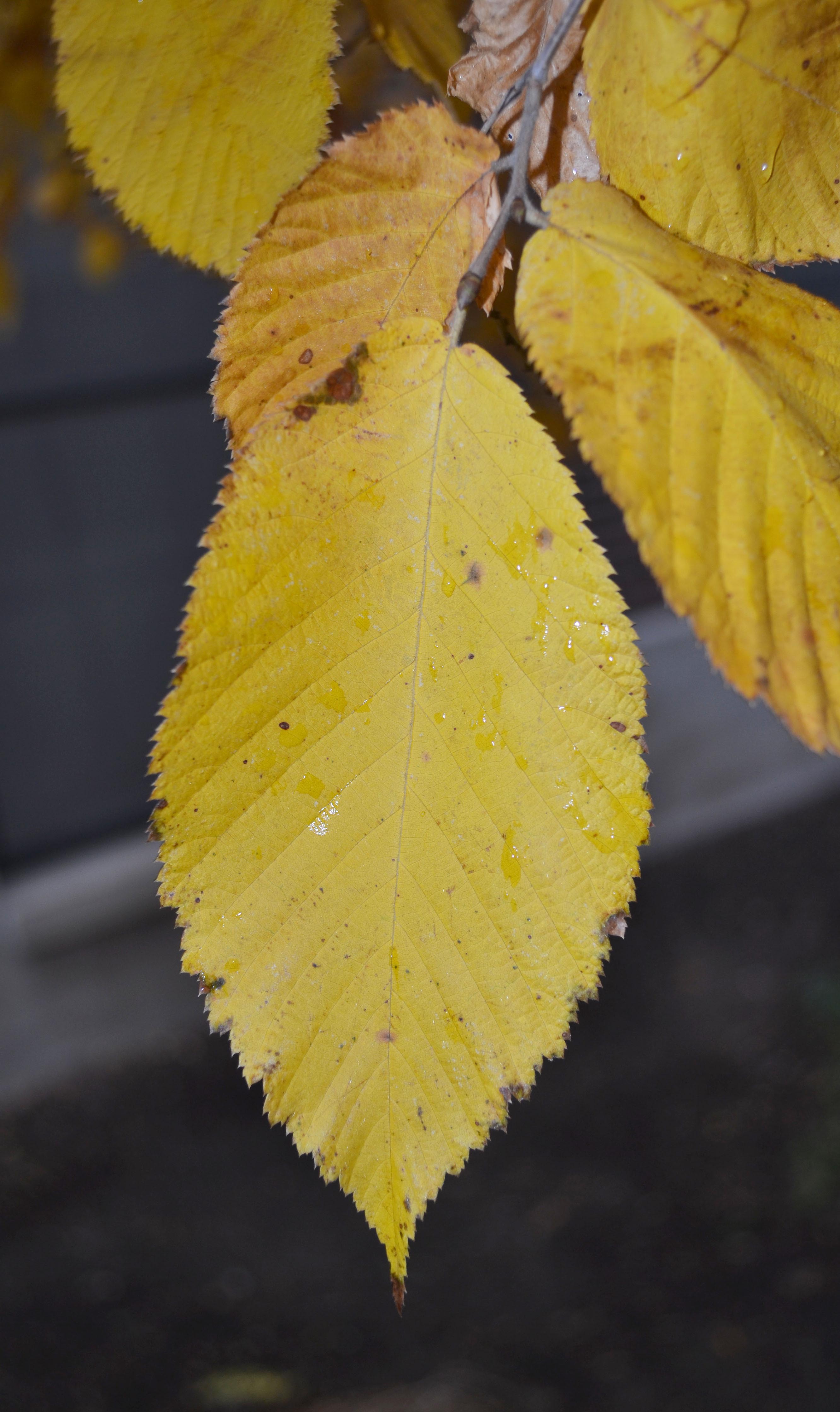Ostrya virginiana – Purdue Arboretum Explorer