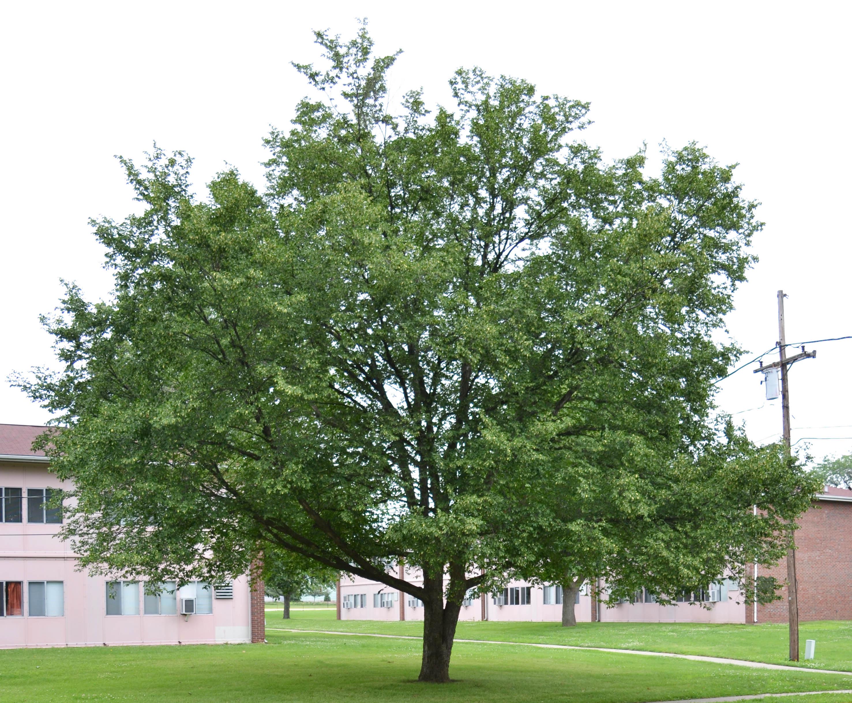 Ostrya virginiana – Purdue Arboretum Explorer