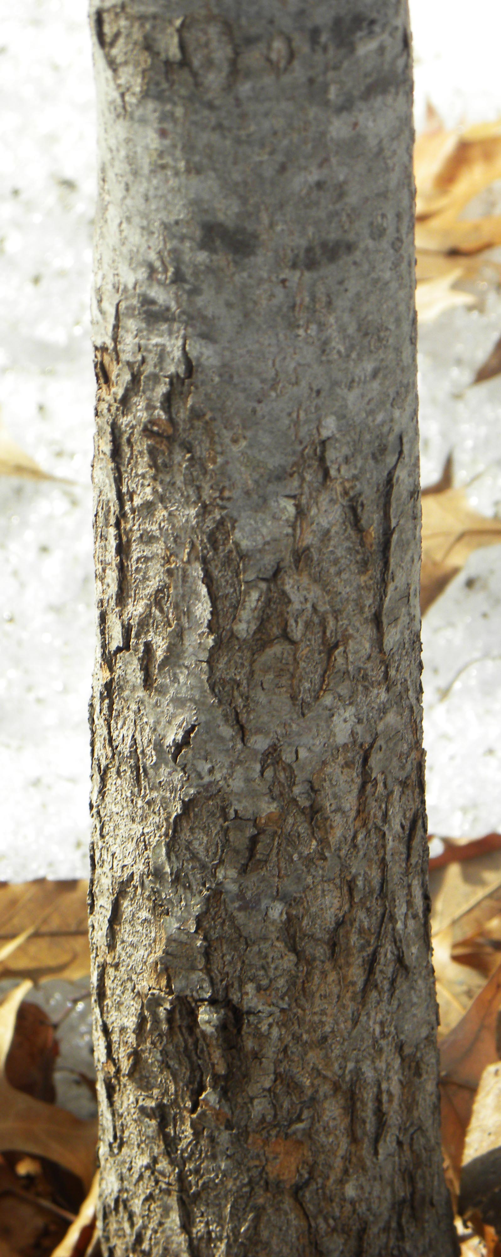 Oxydendrum arboreum – Purdue Arboretum Explorer