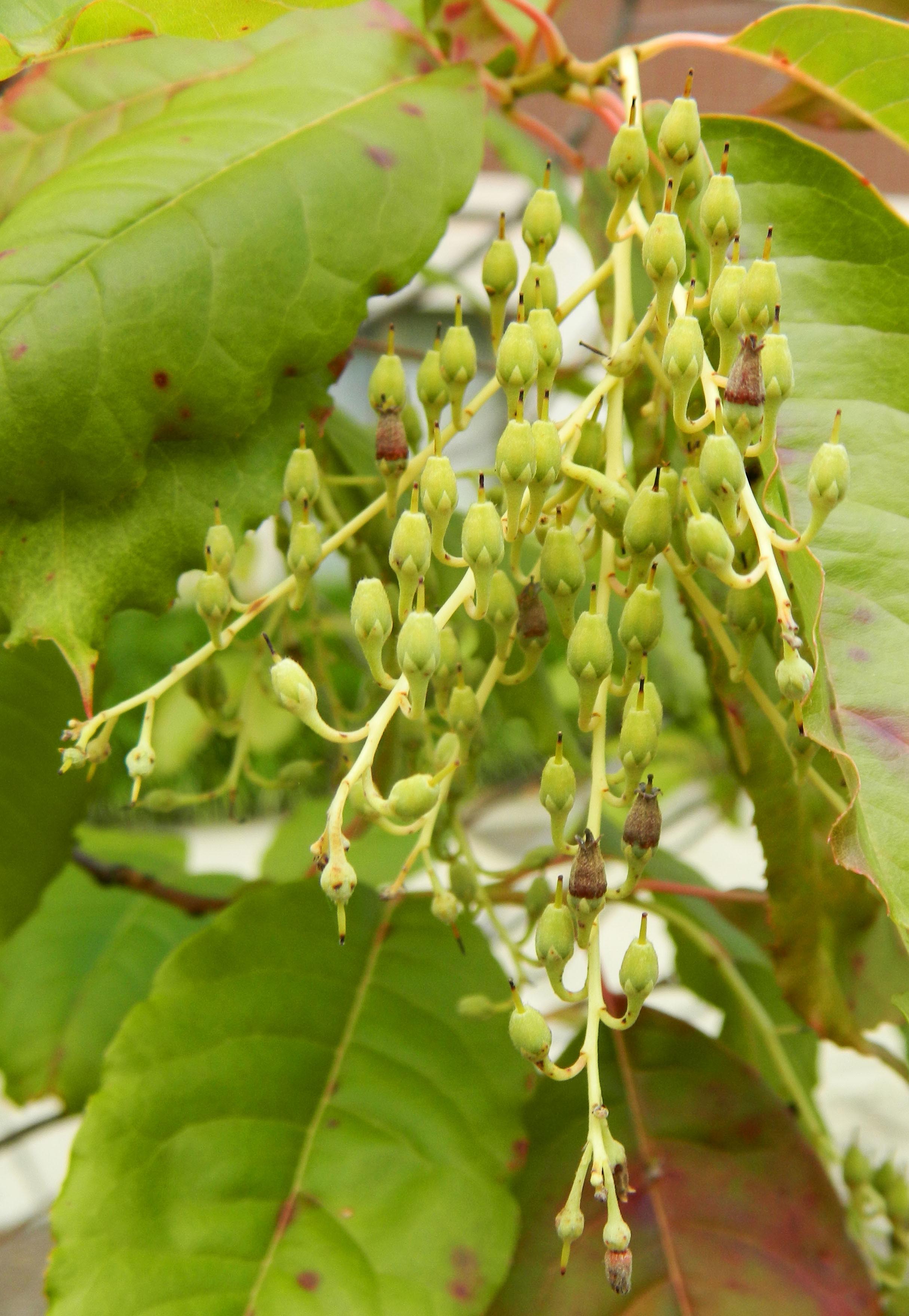 Oxydendrum arboreum – Purdue Arboretum Explorer