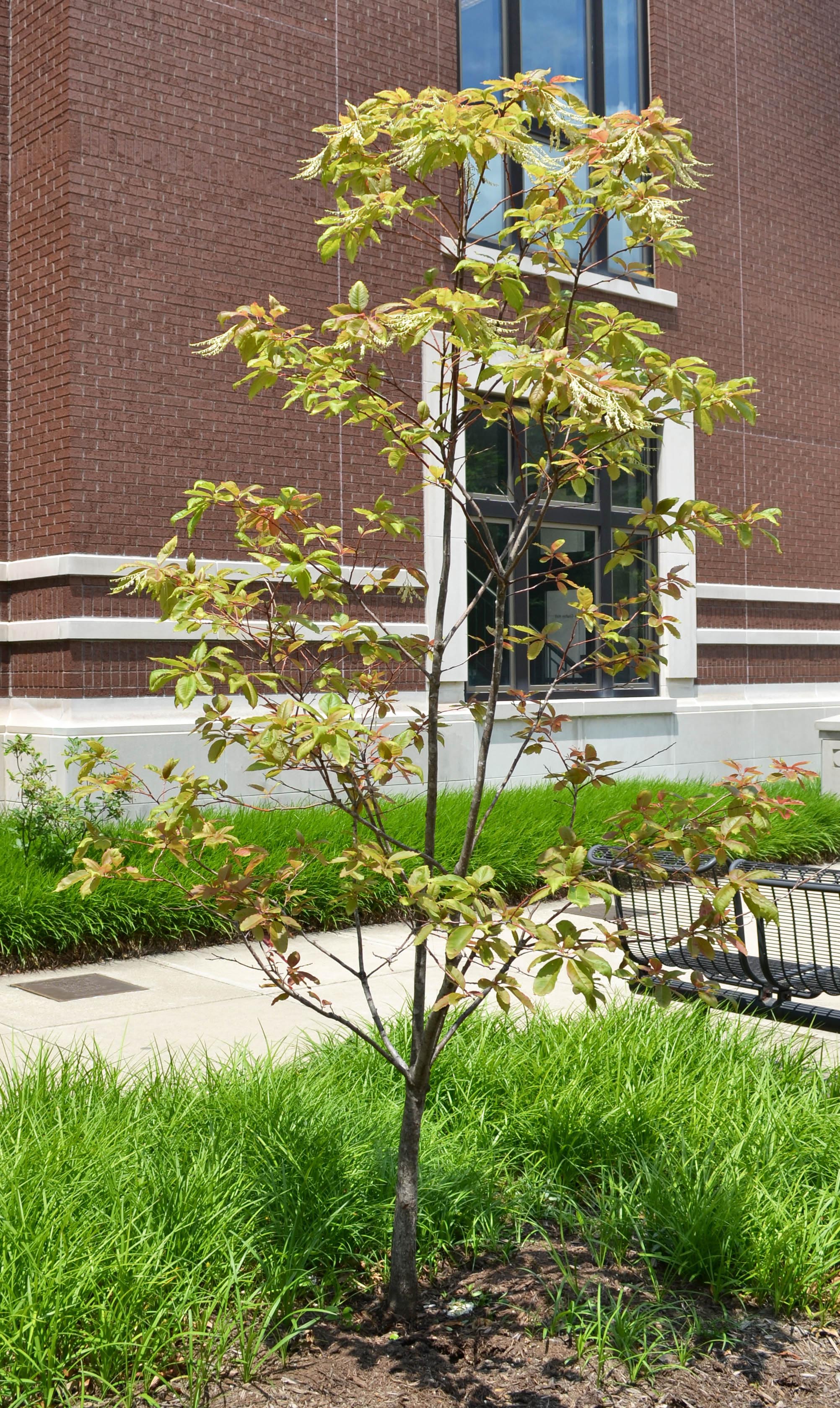 Oxydendrum arboreum – Purdue Arboretum Explorer