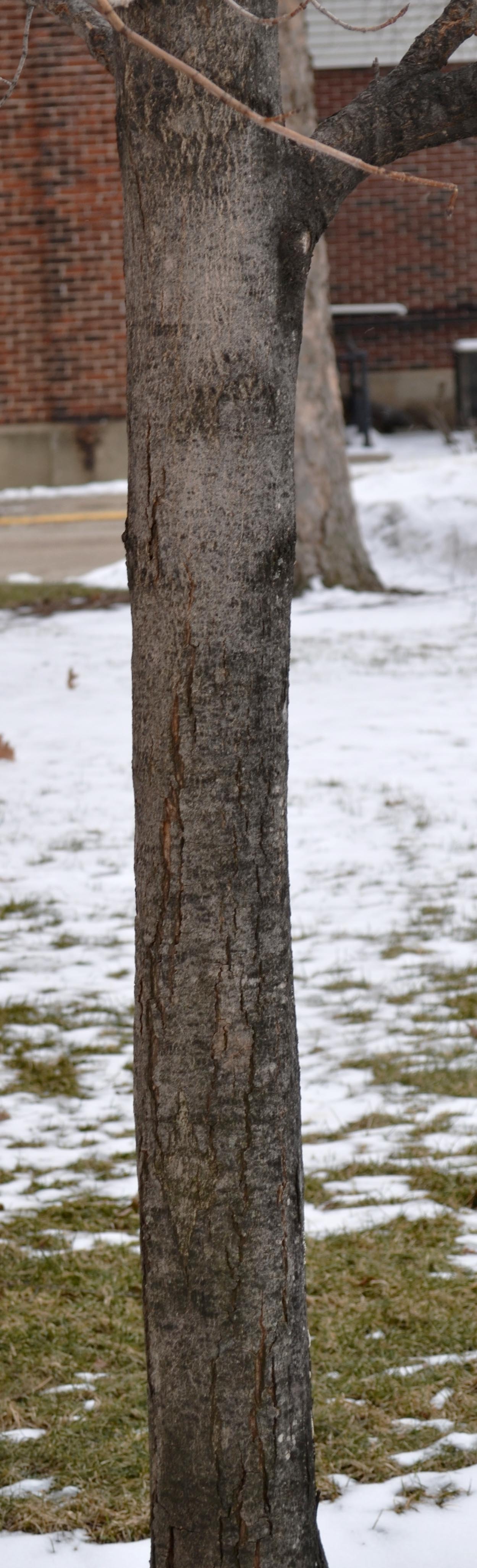 Acer saccharum ‘Endowment’ – Purdue Arboretum Explorer