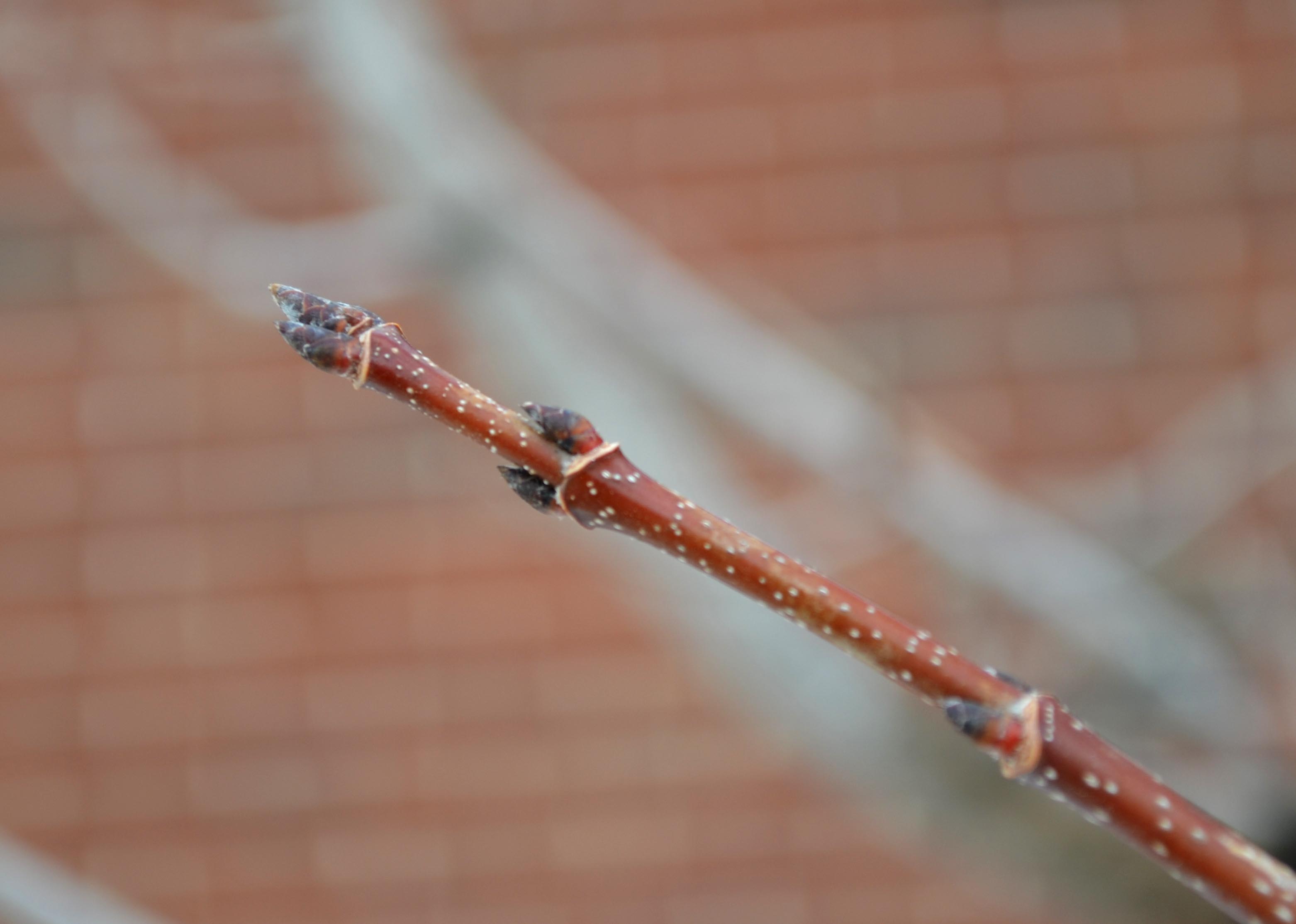 Acer saccharum ‘Endowment’ – Purdue Arboretum Explorer