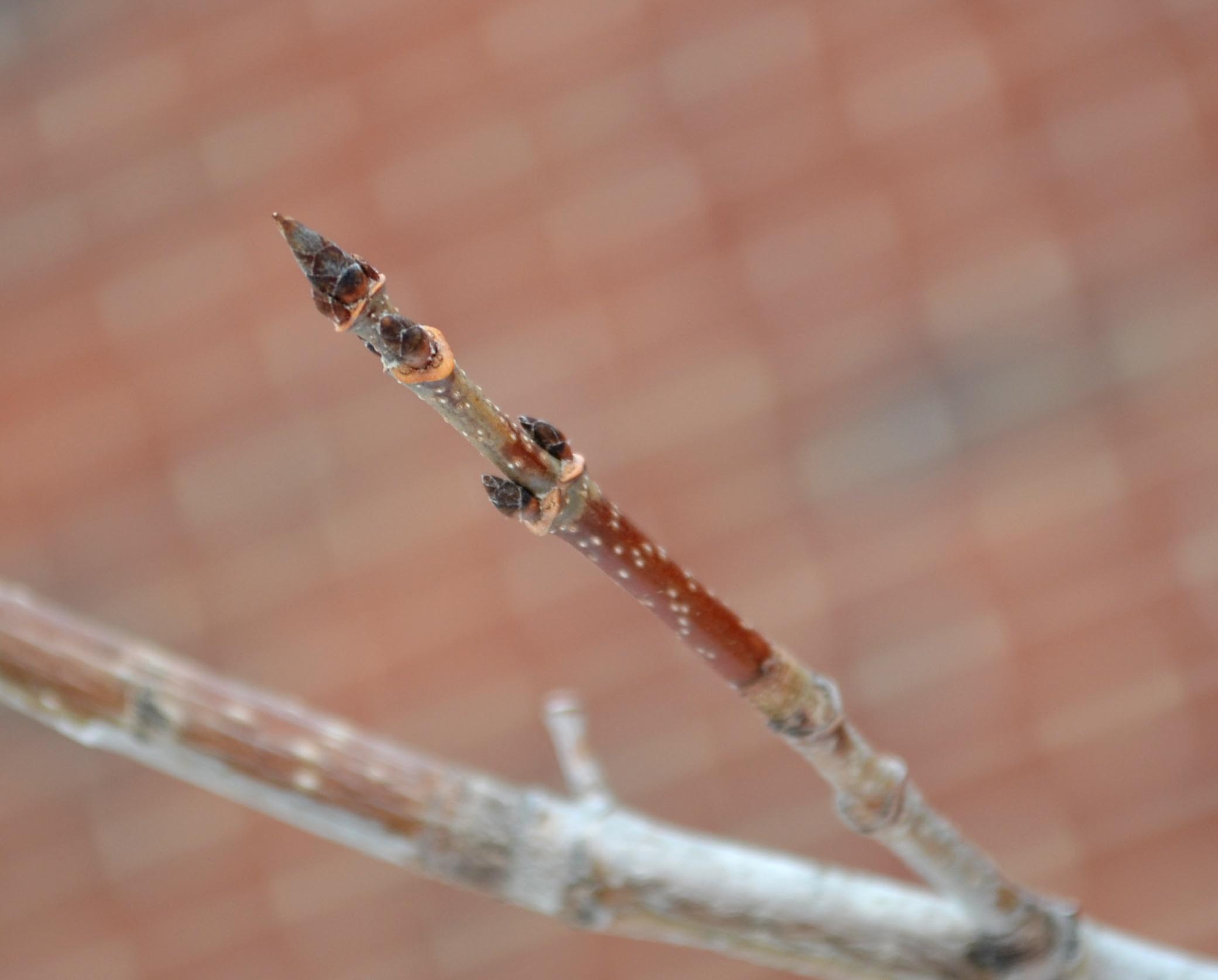 Acer saccharum ‘Endowment’ – Purdue Arboretum Explorer