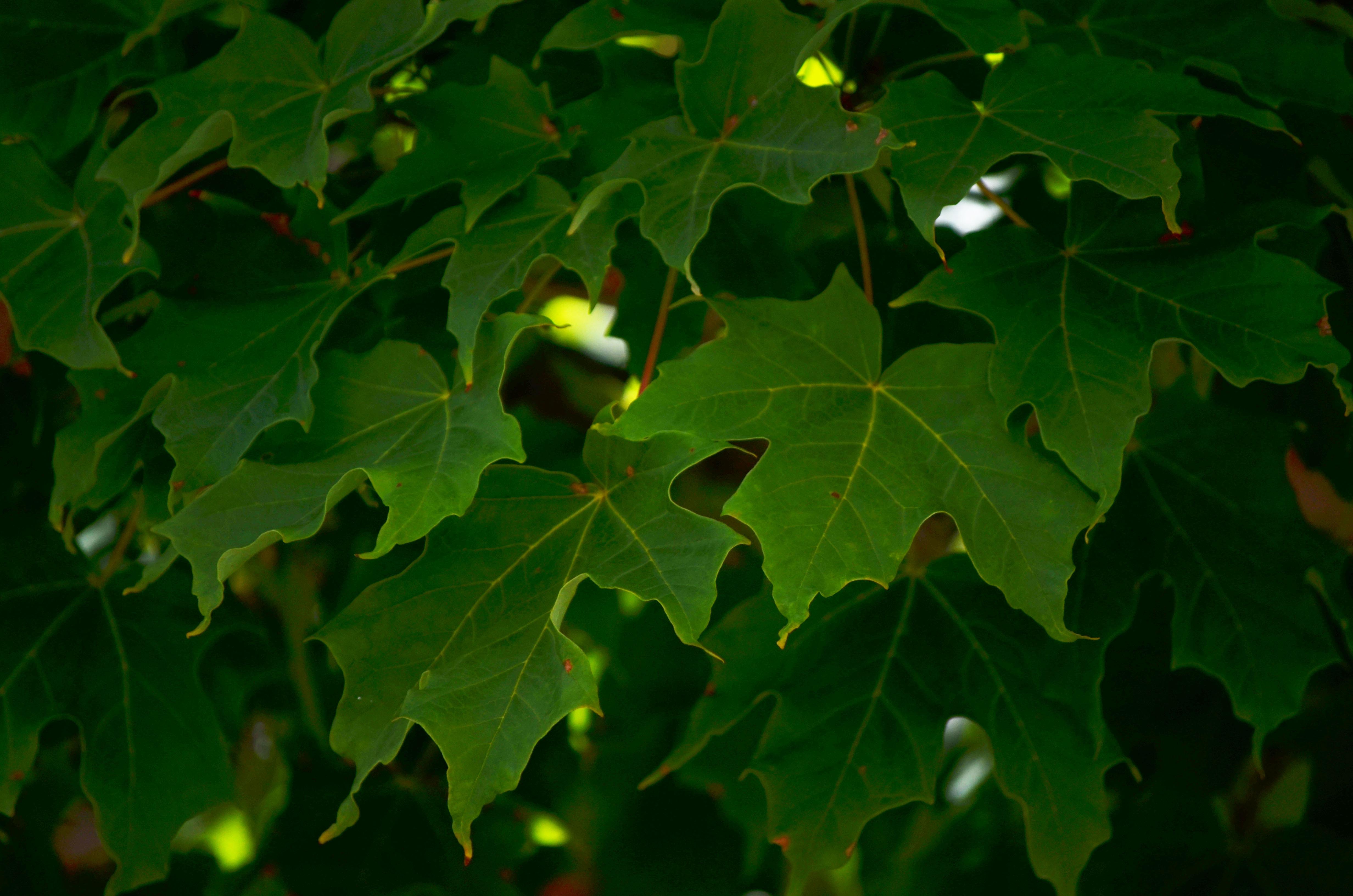 Acer saccharum ‘Endowment’ – Purdue Arboretum Explorer
