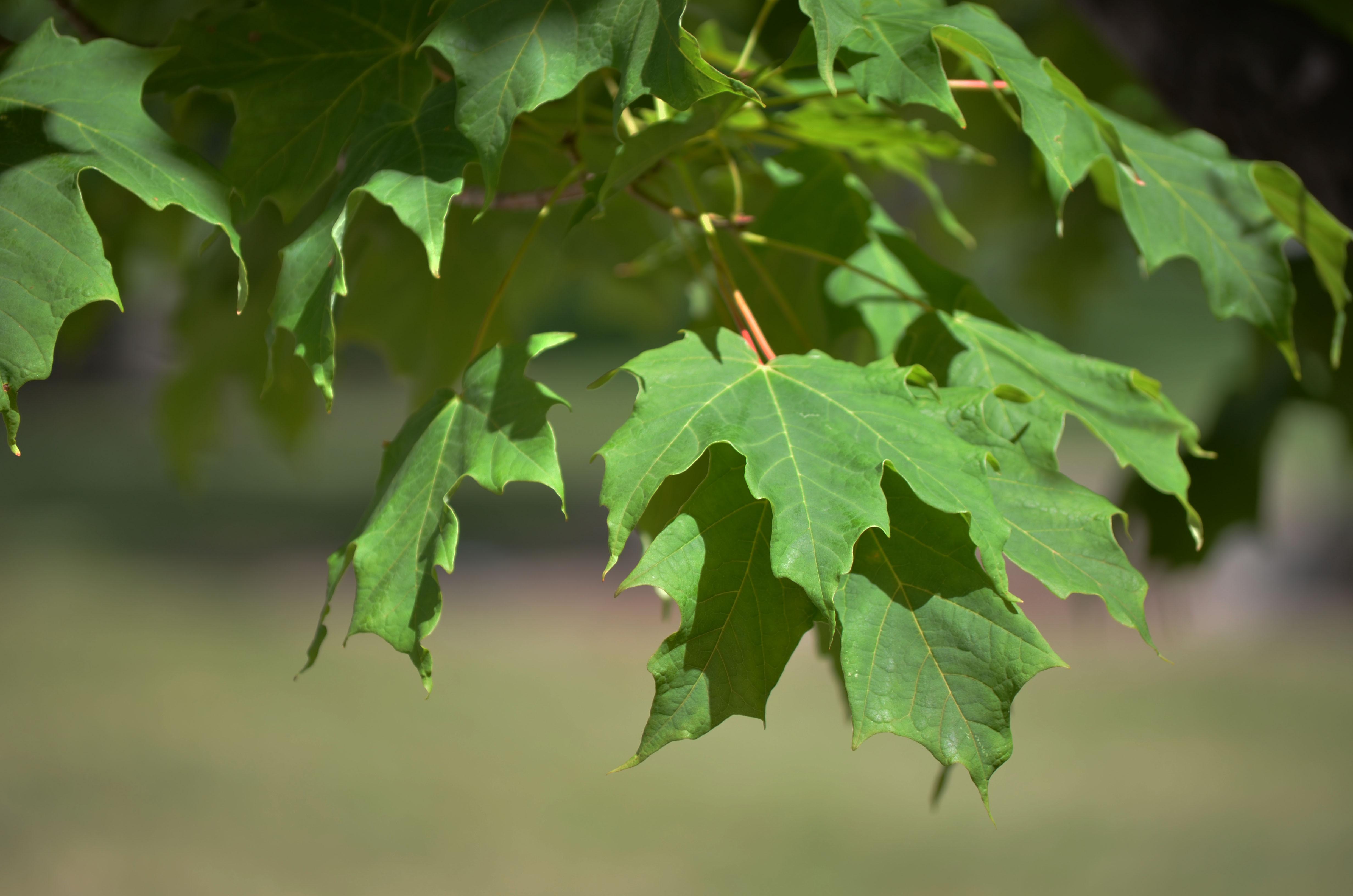 Acer saccharum ‘Endowment’ – Purdue Arboretum Explorer