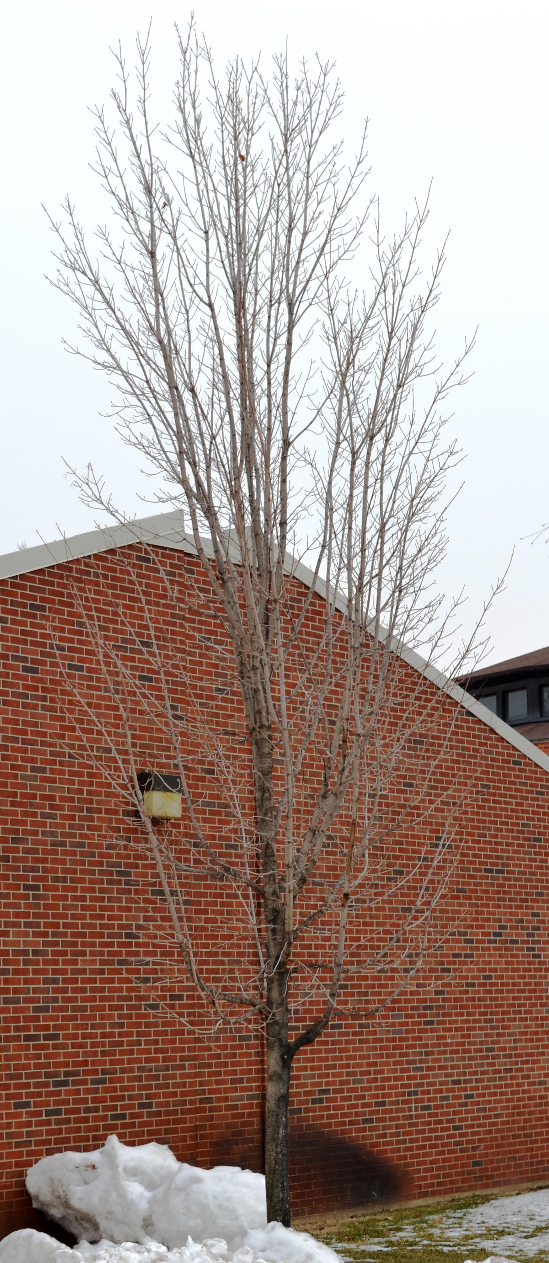 Acer saccharum ‘Endowment’ – Purdue Arboretum Explorer