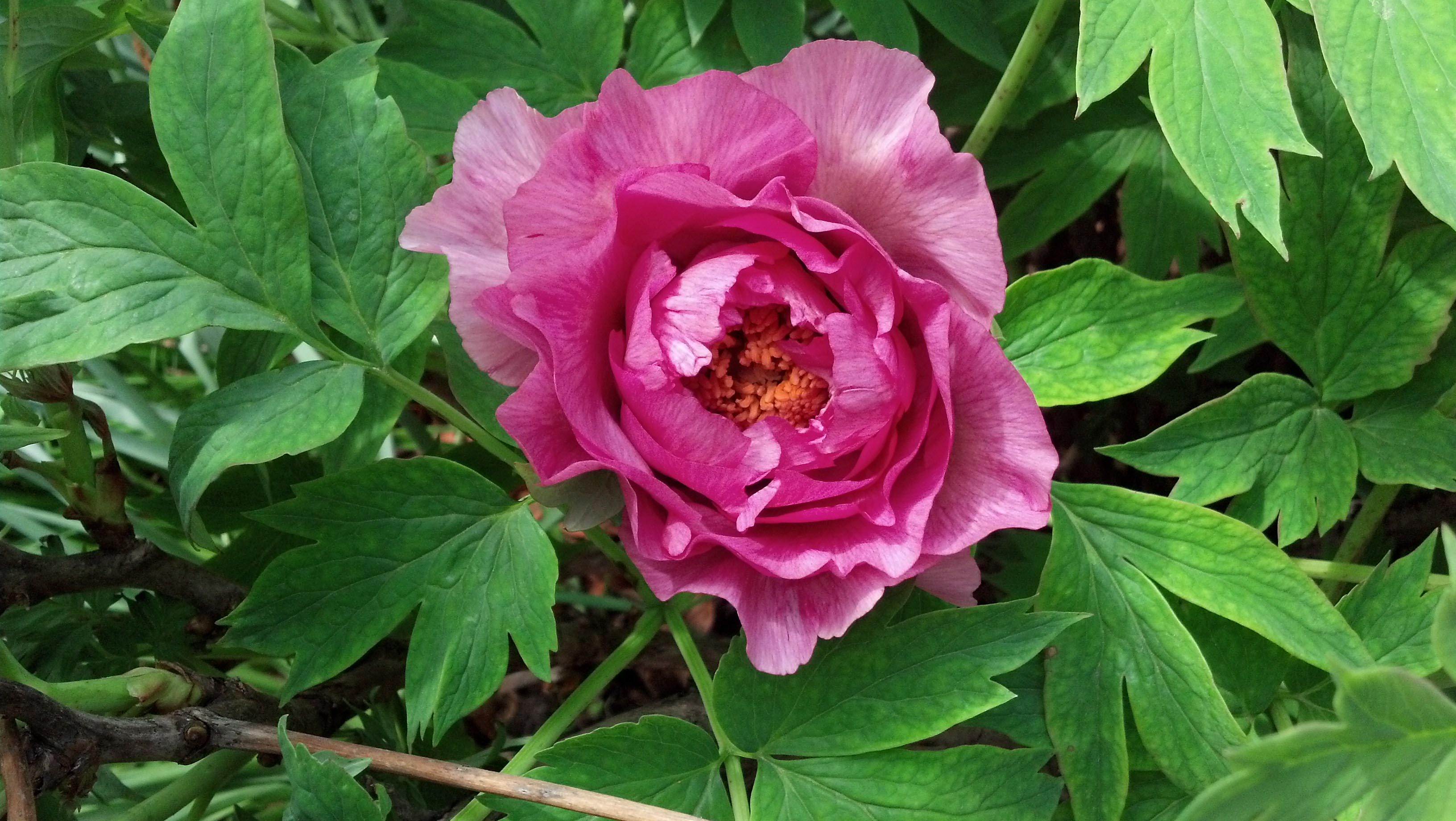 Paeonia × ‘Leda’ – Purdue Arboretum Explorer