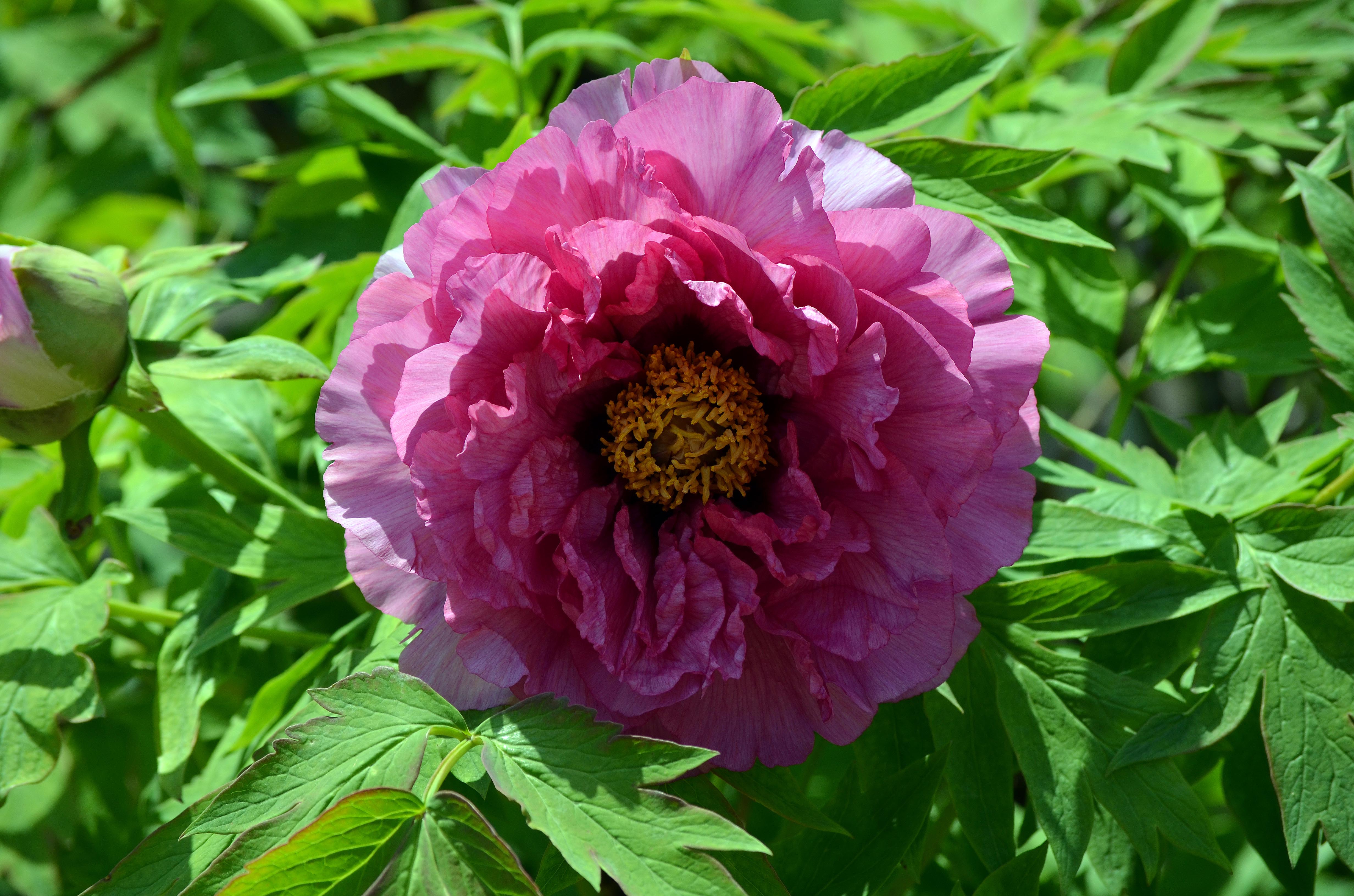 Paeonia × ‘Leda’ – Purdue Arboretum Explorer