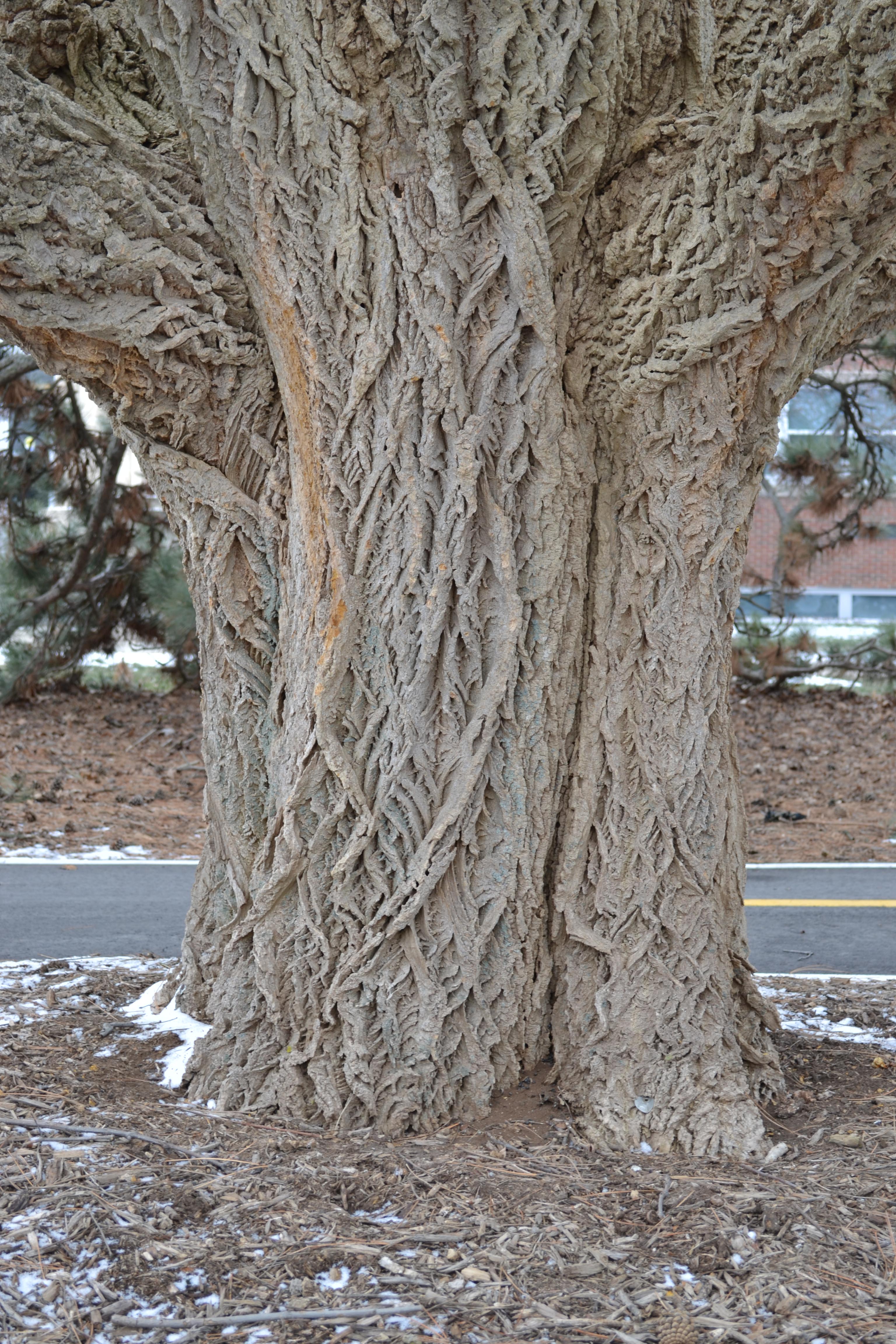 Phellodendron amurense – Purdue Arboretum Explorer