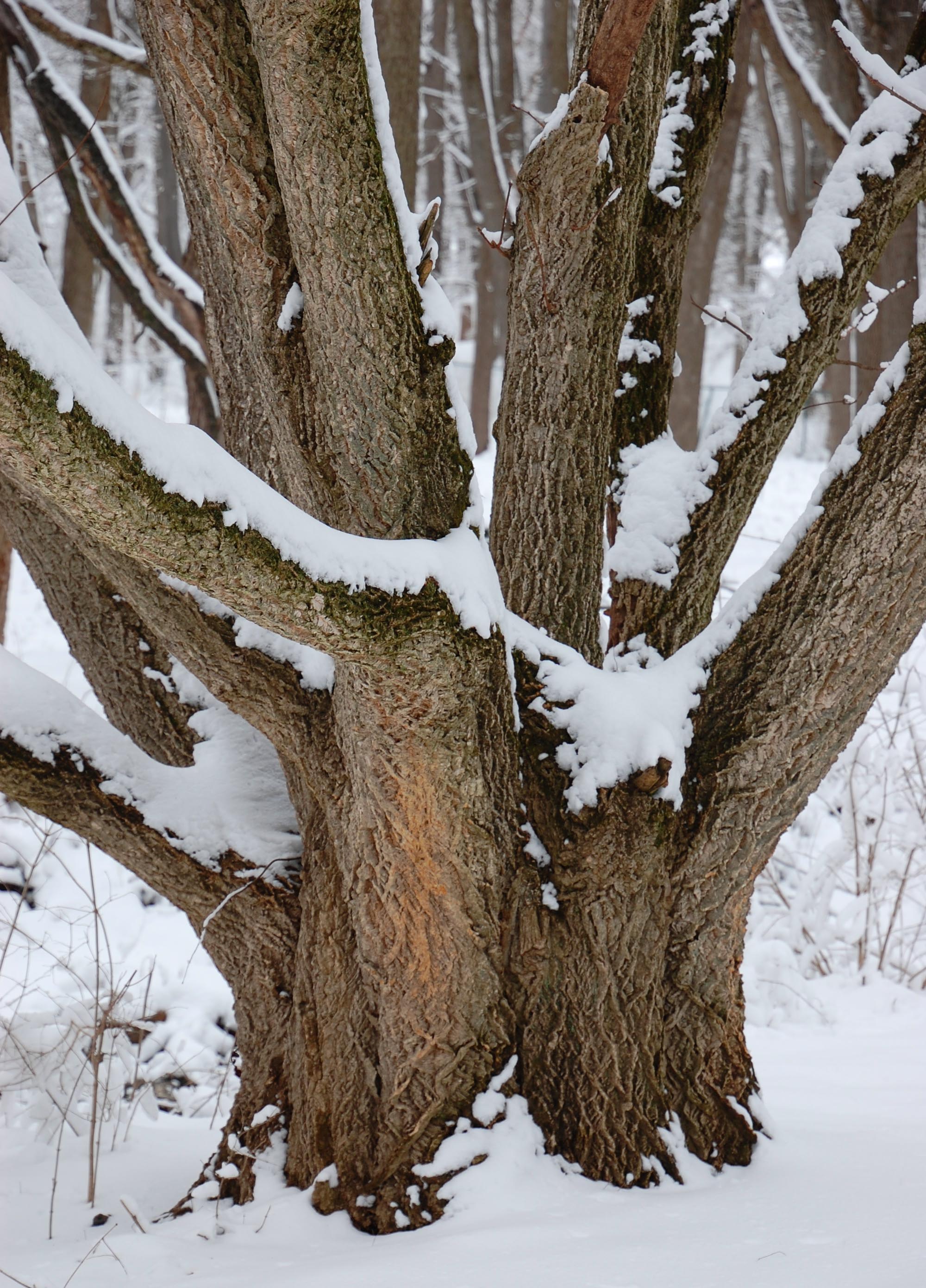 Phellodendron amurense – Purdue Arboretum Explorer
