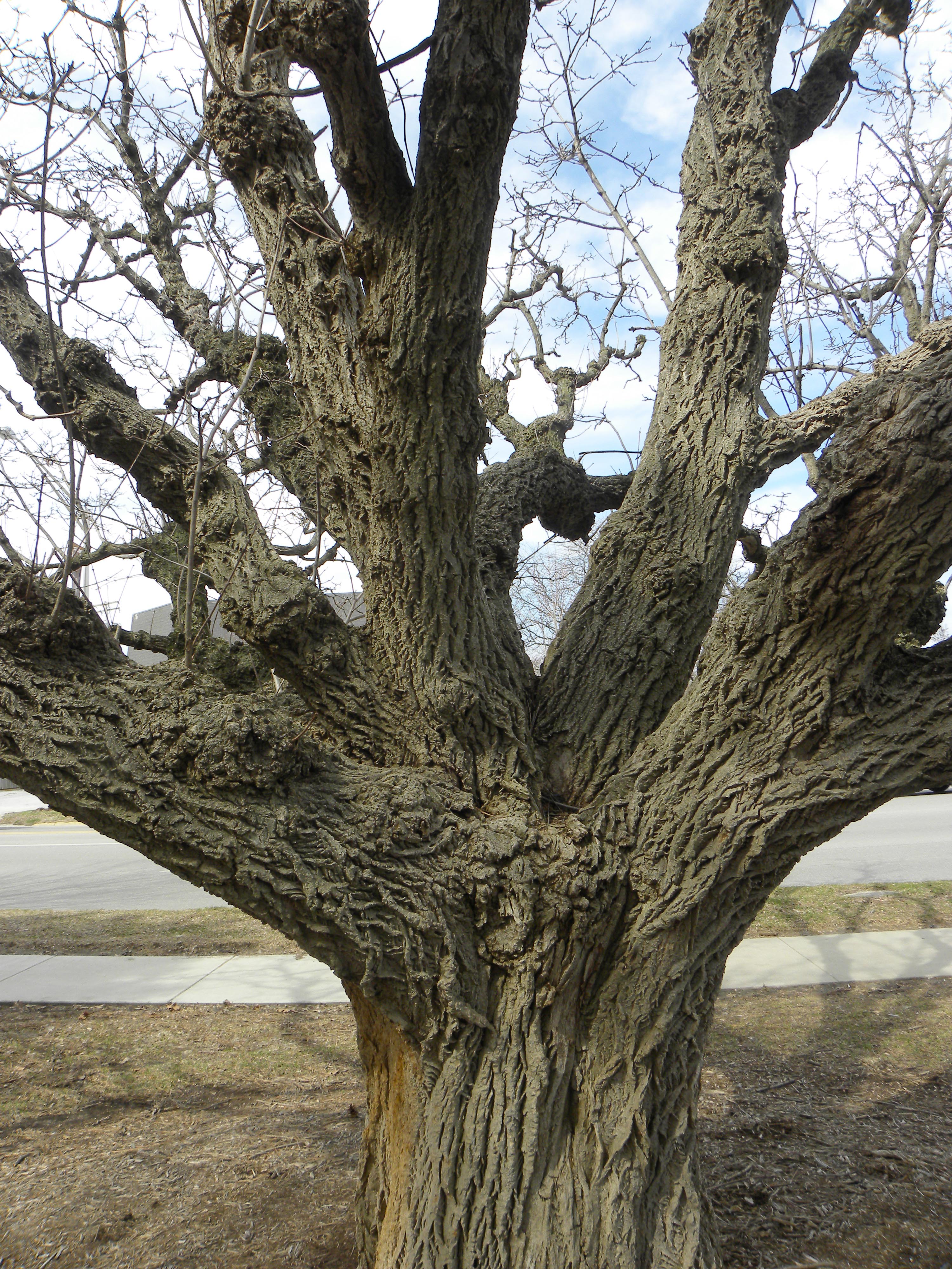 Phellodendron amurense – Purdue Arboretum Explorer