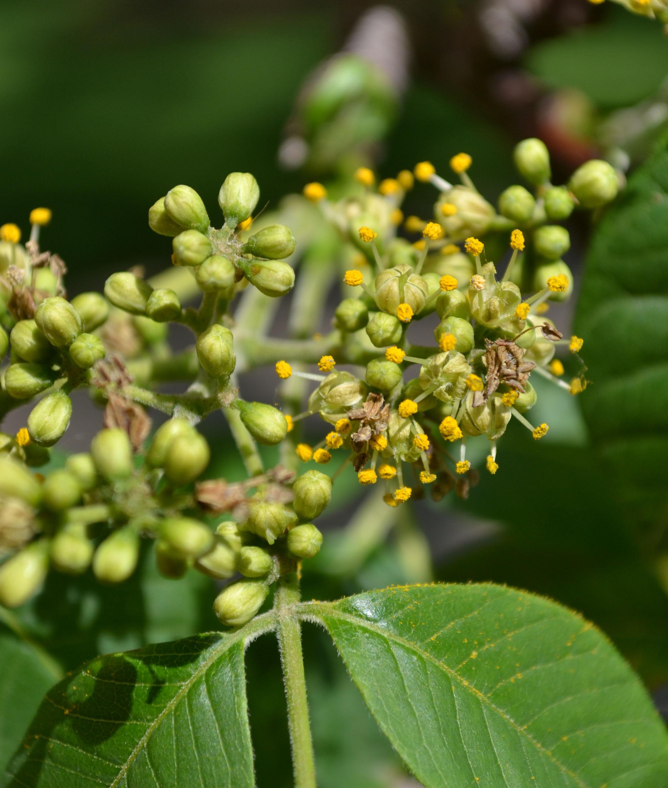 Phellodendron amurense – Purdue Arboretum Explorer