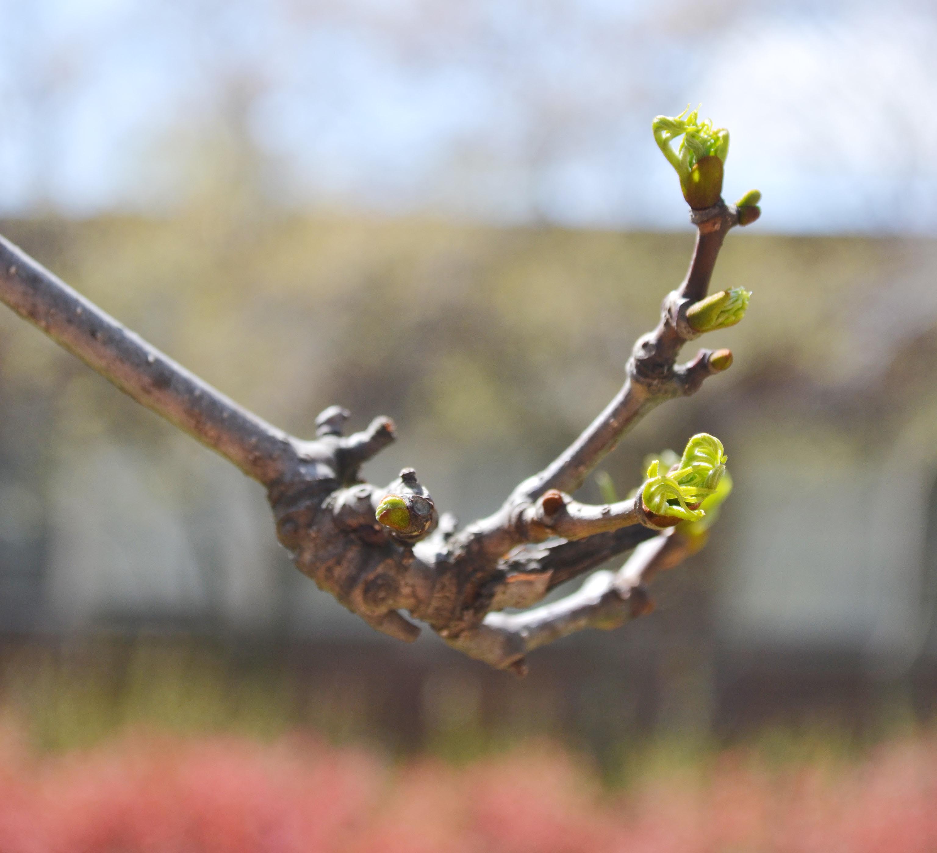 Phellodendron amurense – Purdue Arboretum Explorer