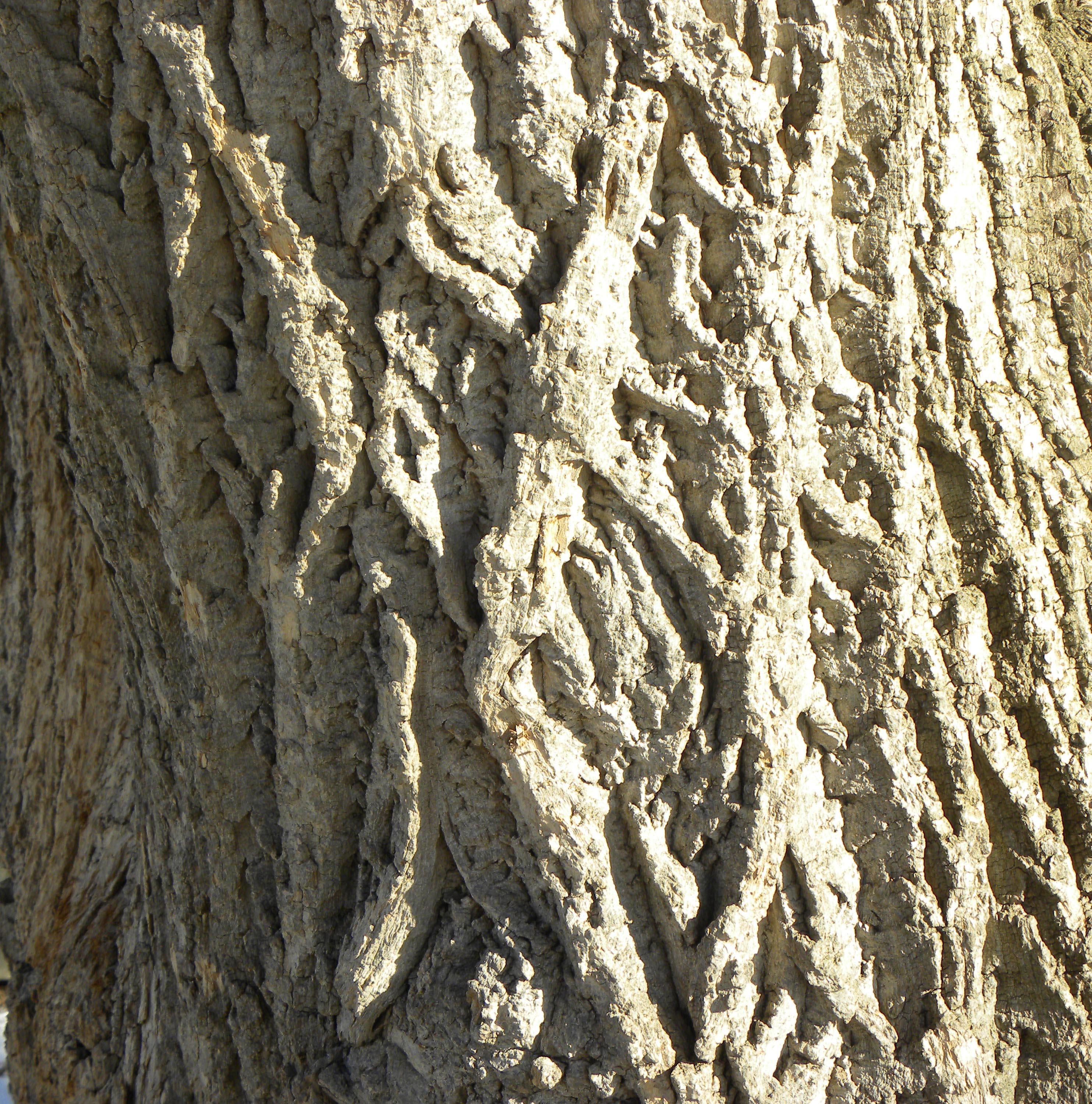 Phellodendron amurense – Purdue Arboretum Explorer