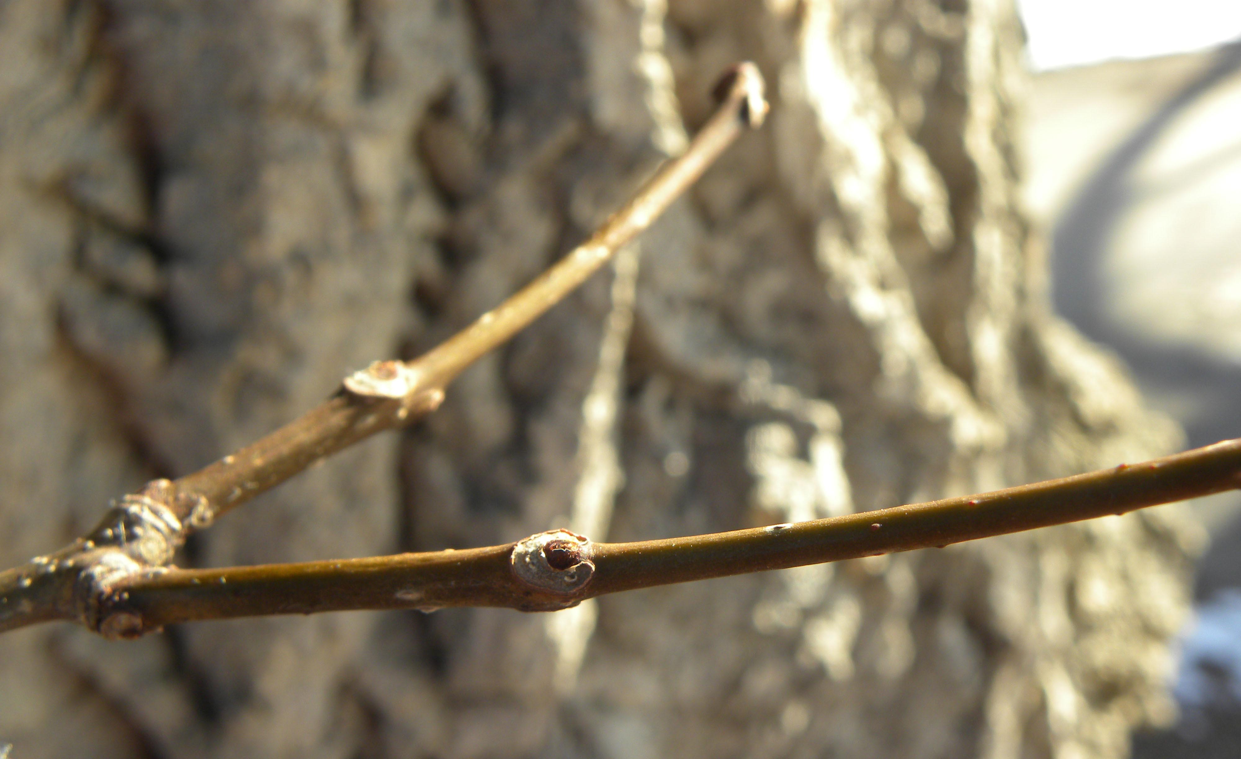 Phellodendron amurense – Purdue Arboretum Explorer