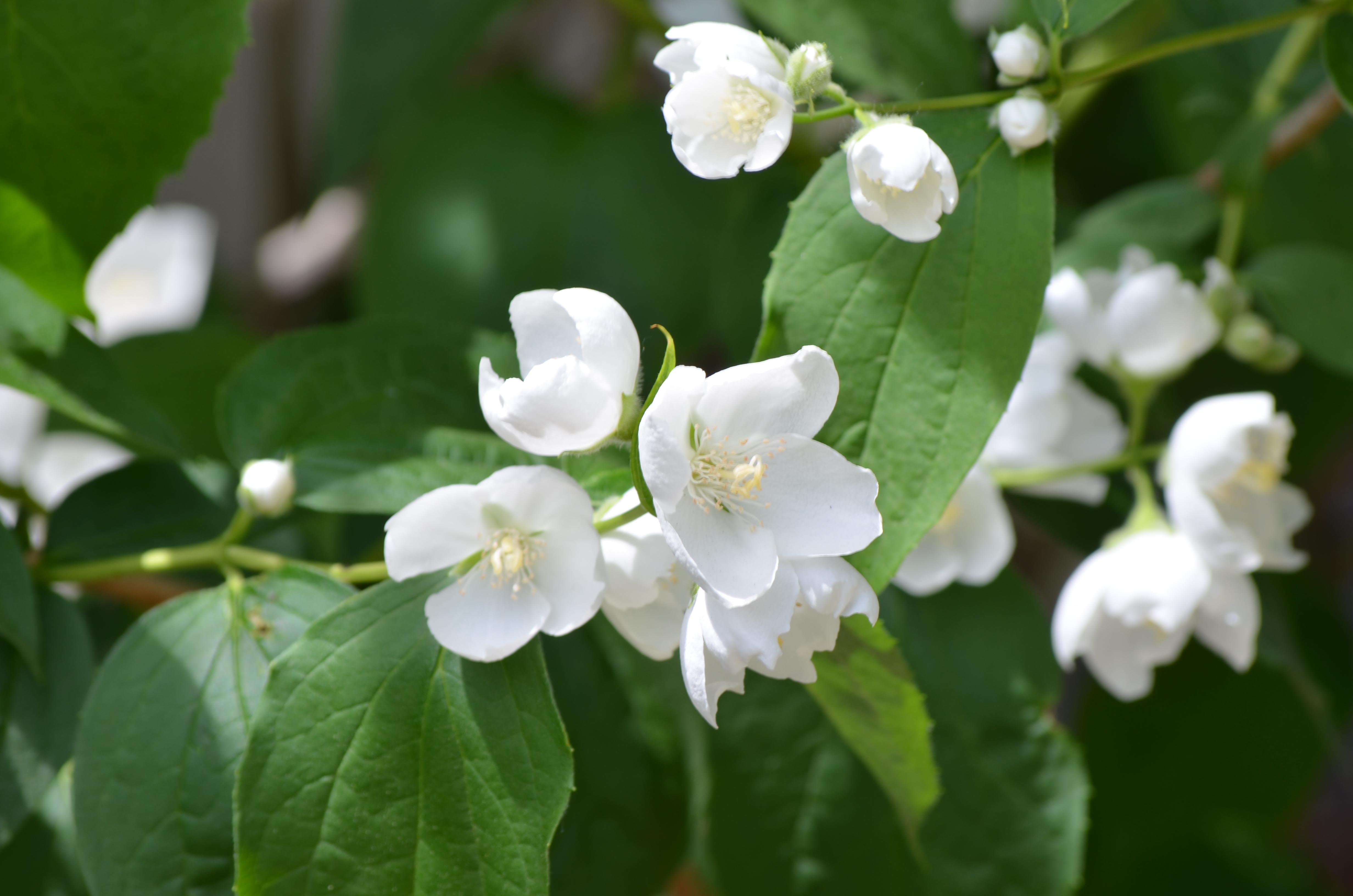 Philadelphus coronarius – Purdue Arboretum Explorer