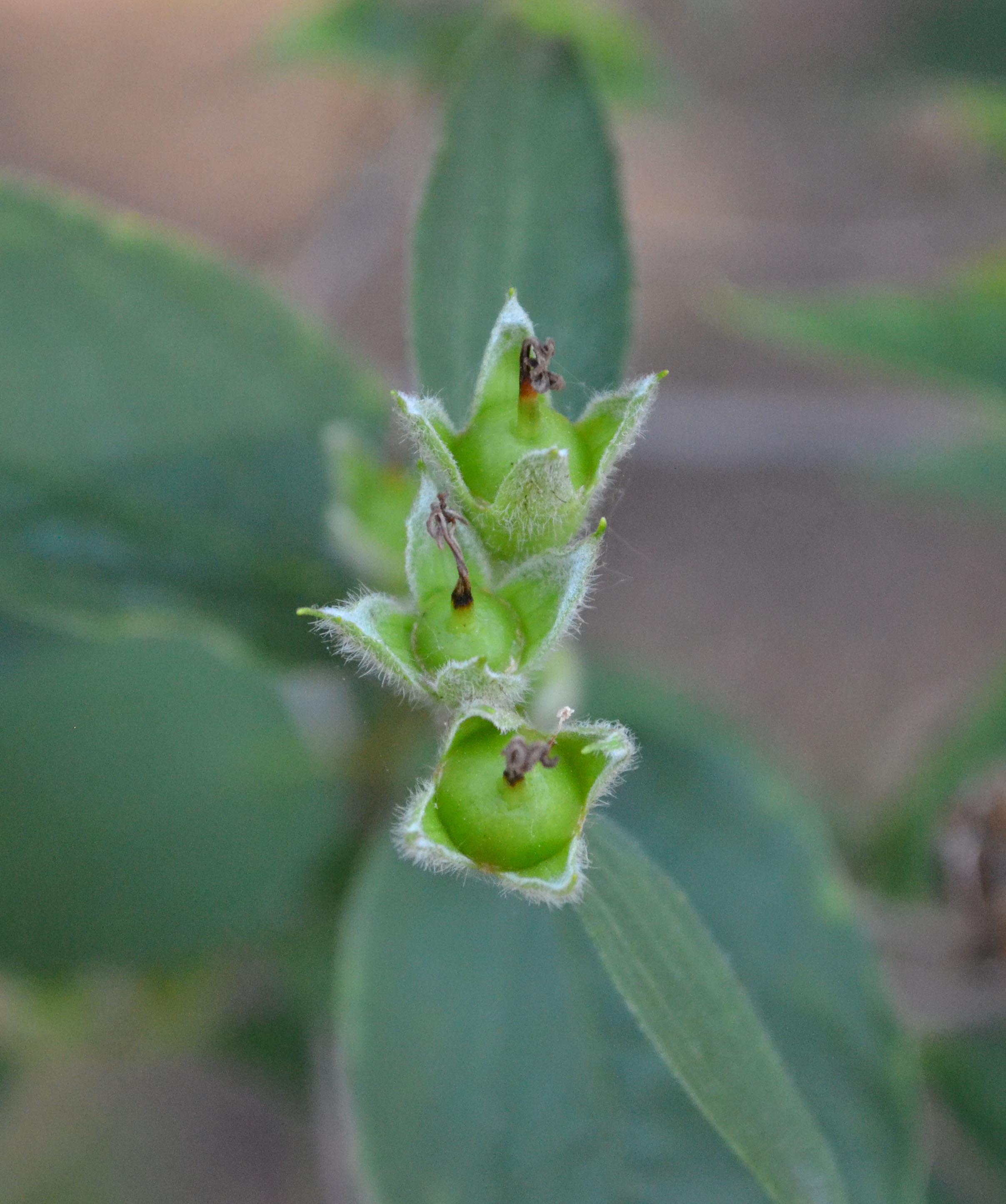 Philadelphus coronarius – Purdue Arboretum Explorer