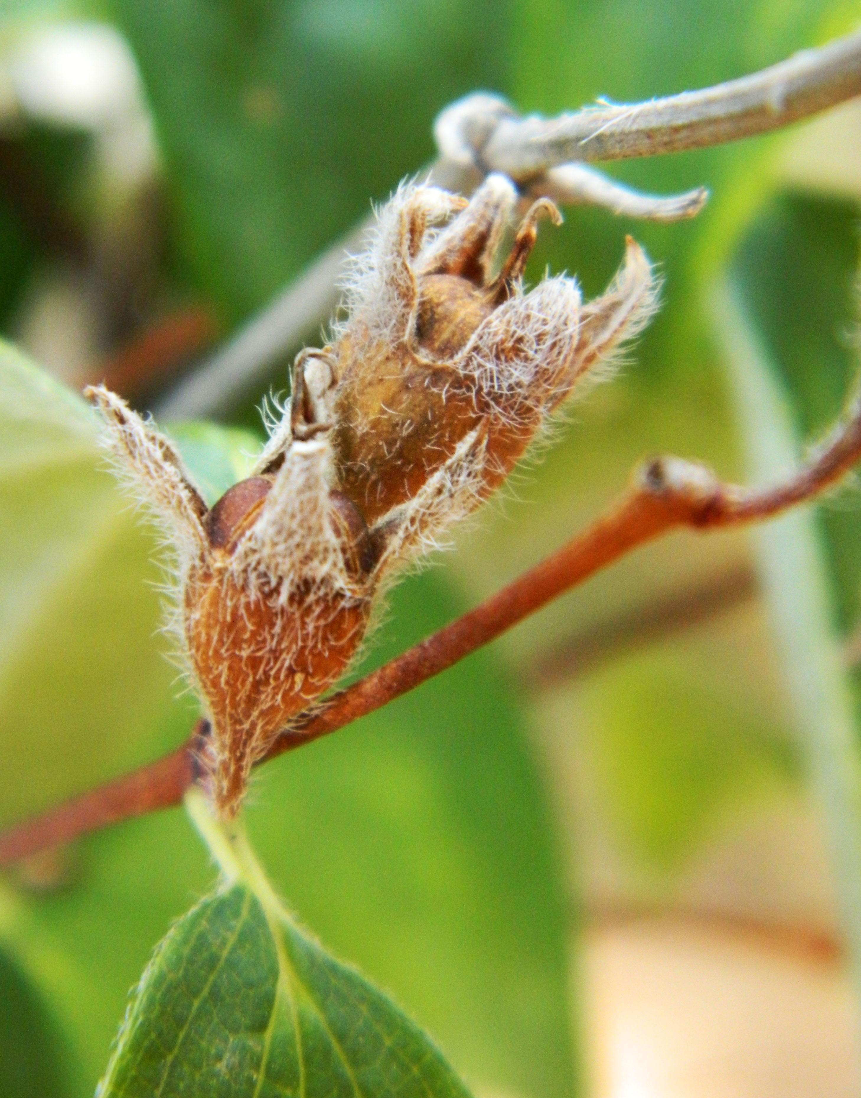 Philadelphus coronarius – Purdue Arboretum Explorer