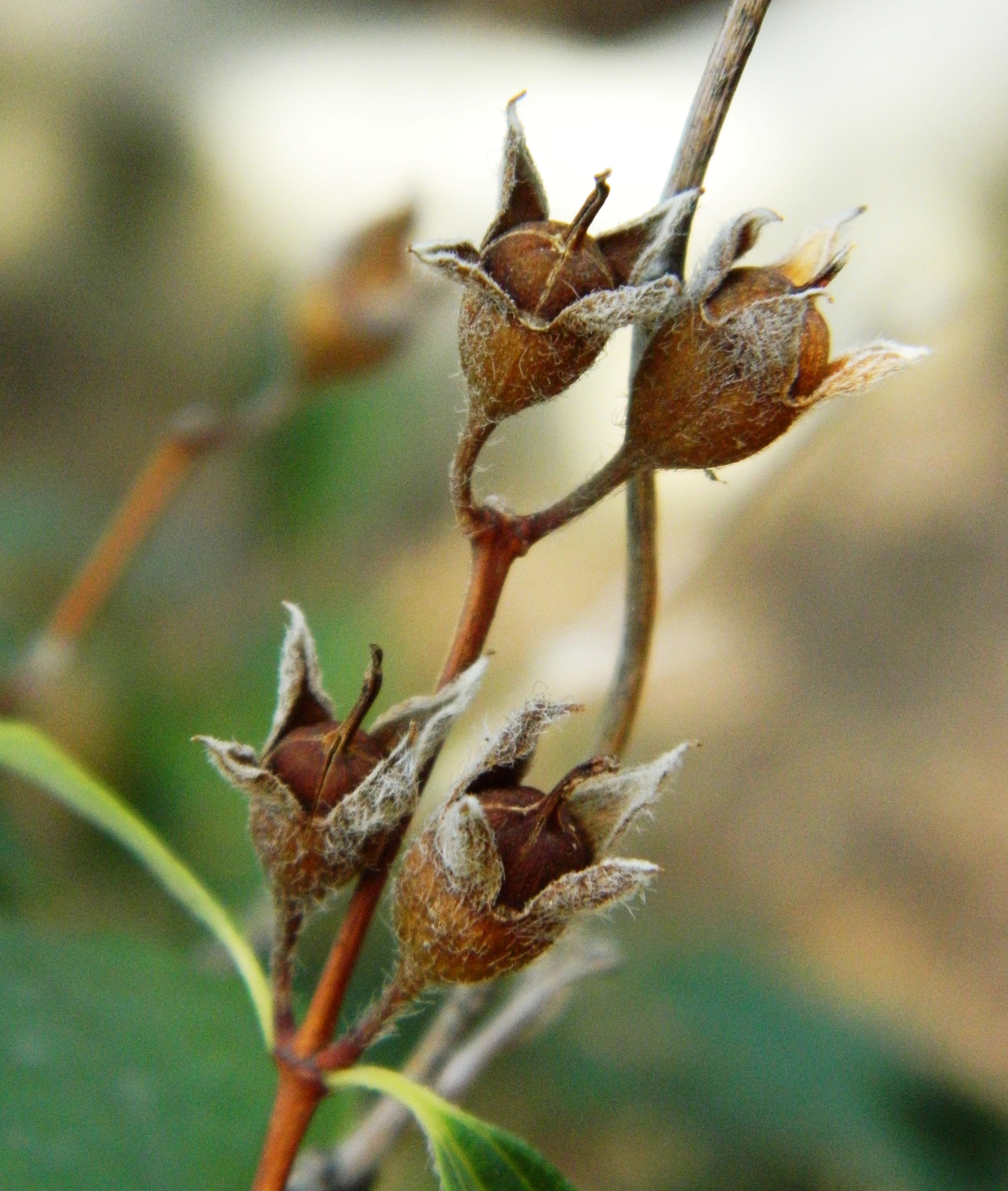 Philadelphus coronarius – Purdue Arboretum Explorer