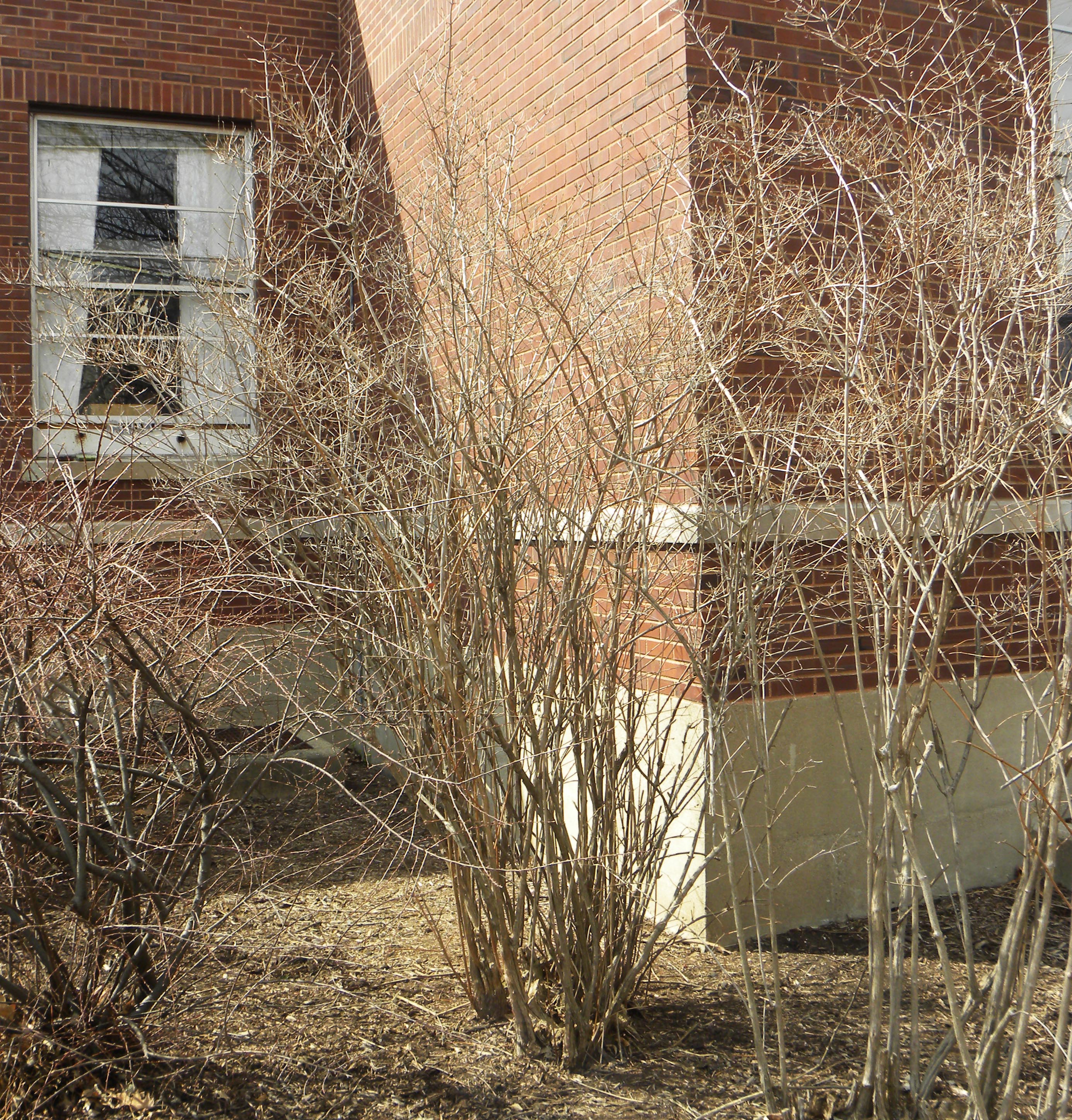 Philadelphus coronarius – Purdue Arboretum Explorer