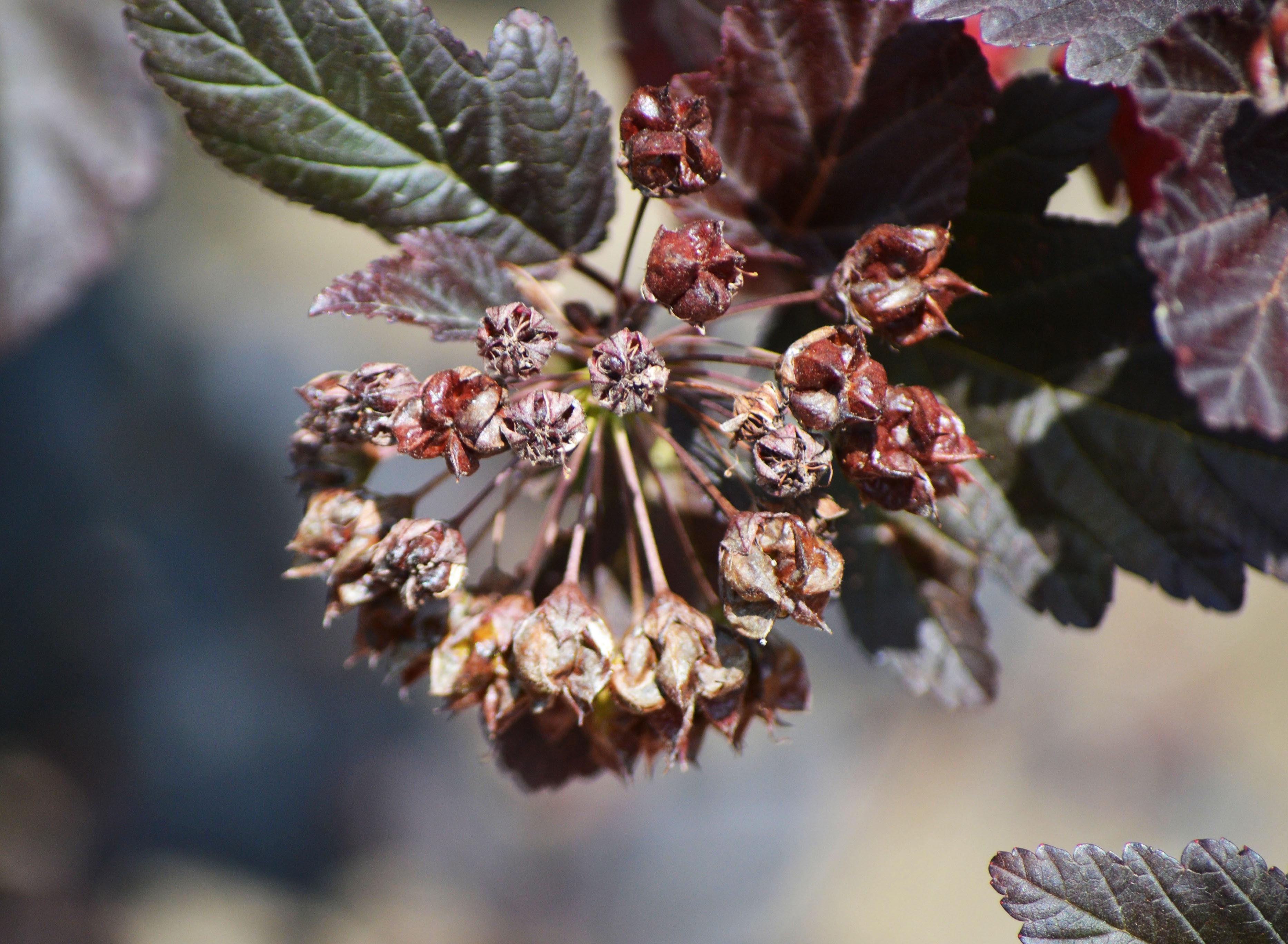 Physocarpus opulifolius ‘Monlo’ [sold as Diabolo®] – Purdue Arboretum ...
