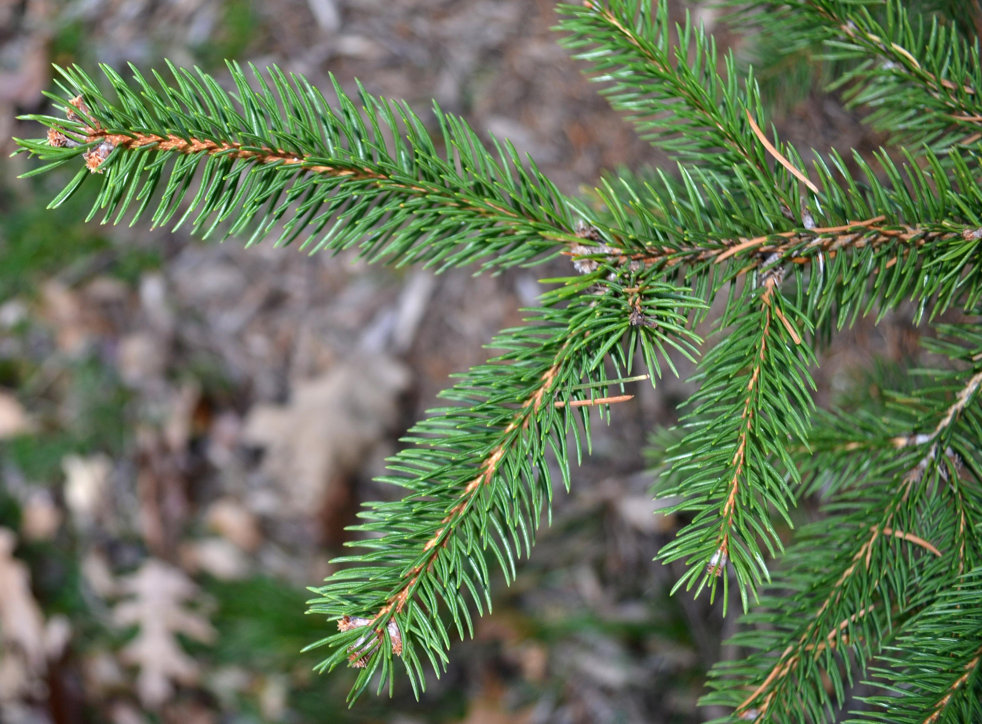 Picea abies – Purdue Arboretum Explorer