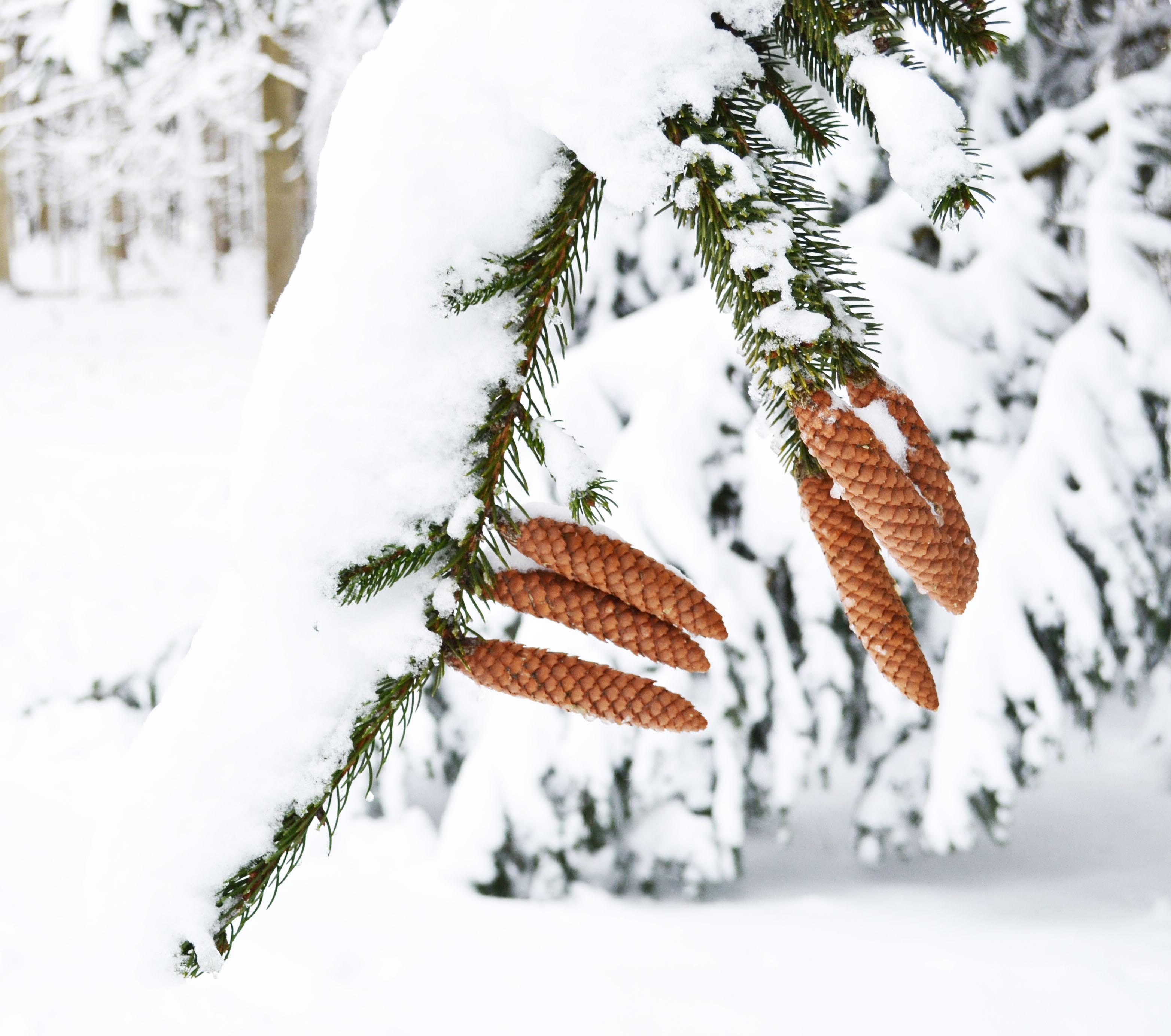 Picea abies – Purdue Arboretum Explorer