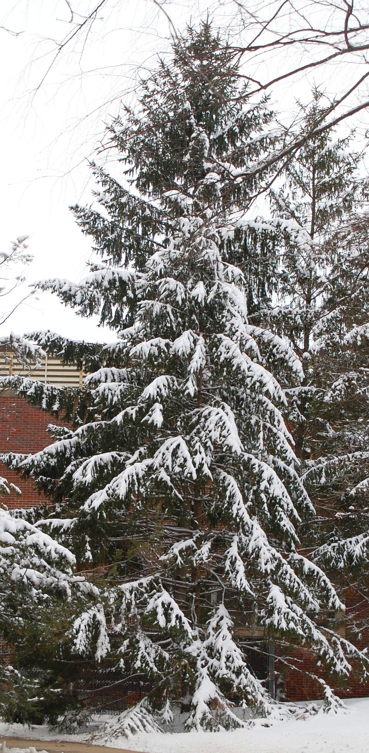 Picea abies – Purdue Arboretum Explorer