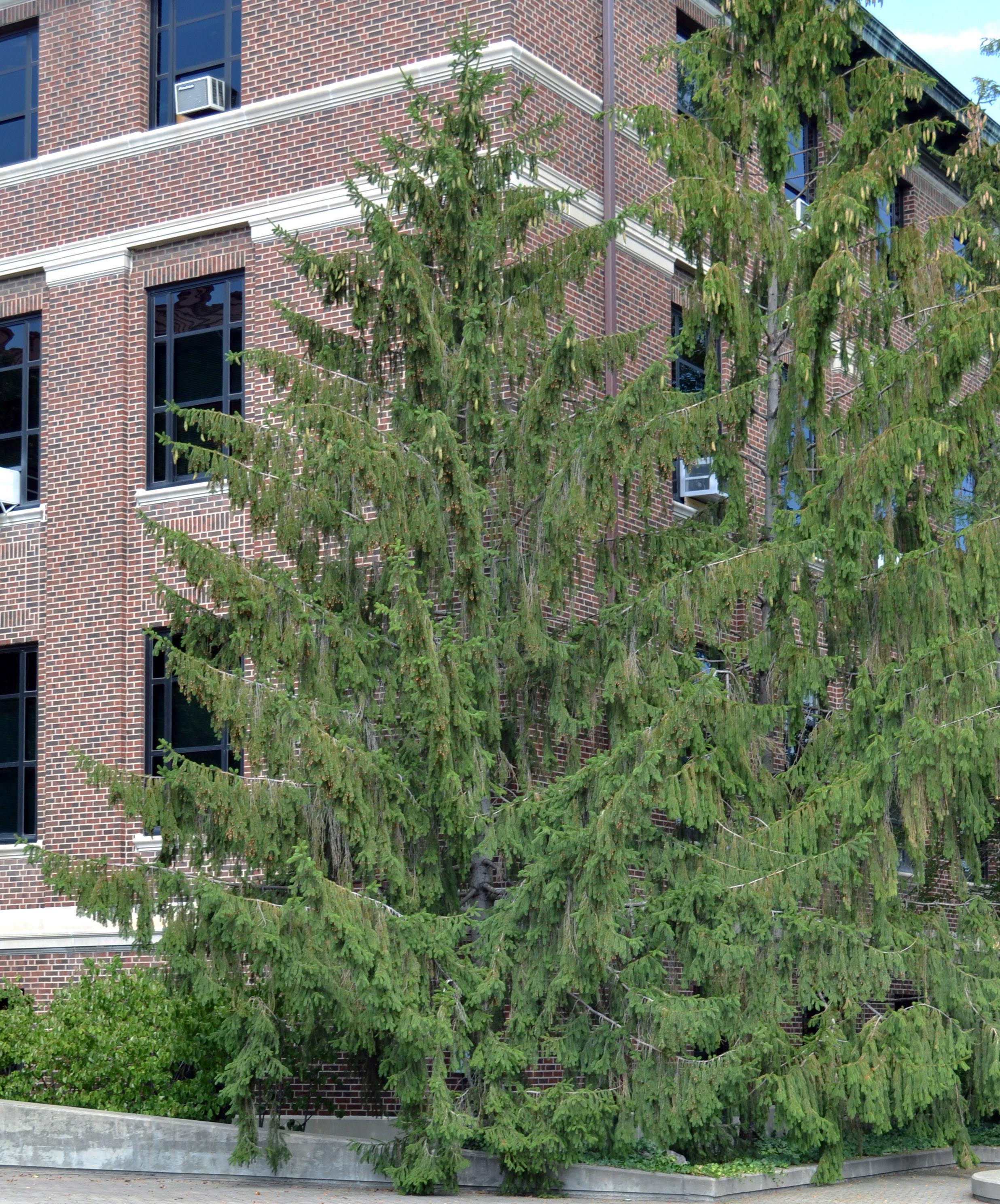 Picea abies – Purdue Arboretum Explorer