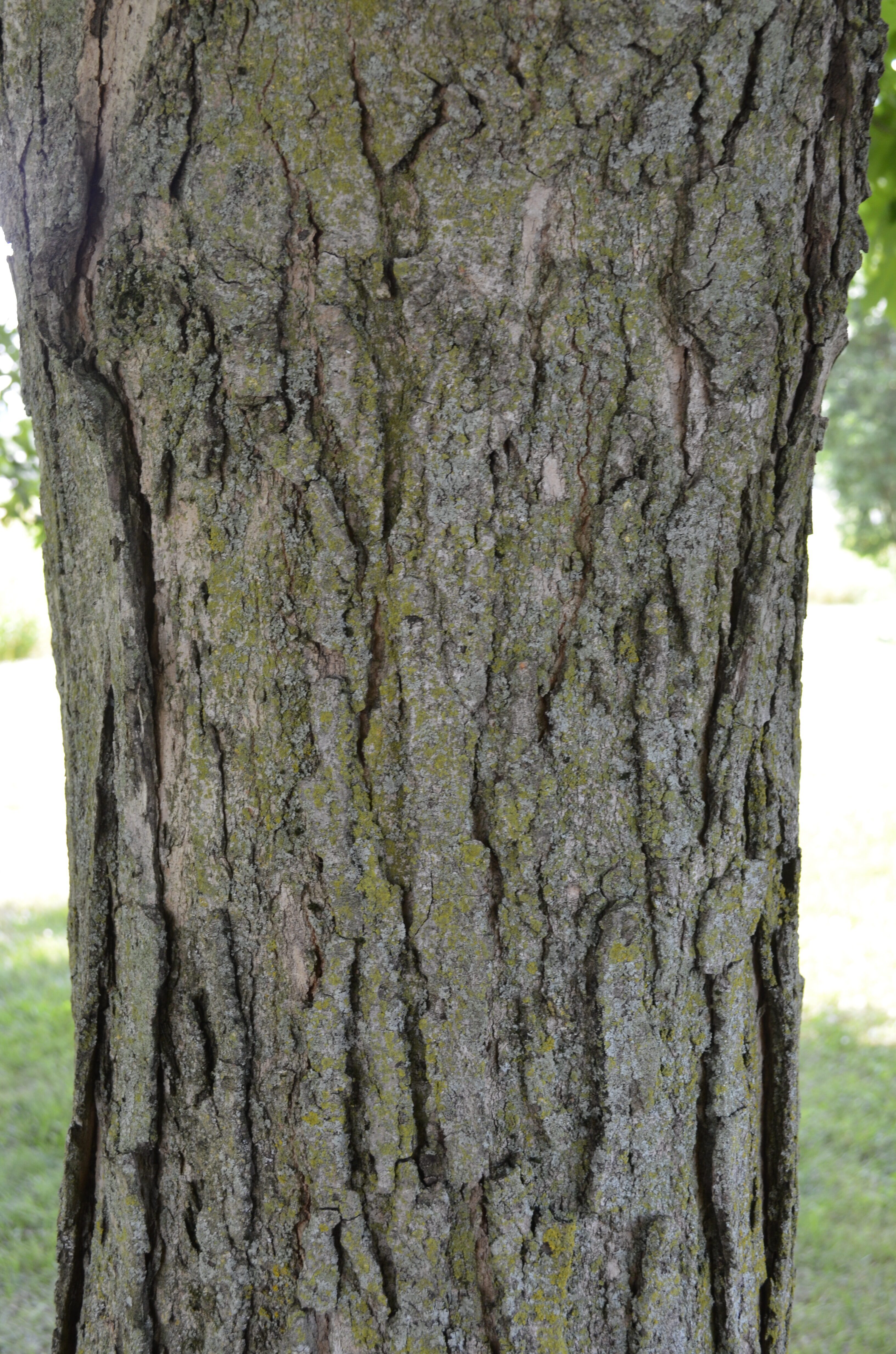 Acer saccharum ‘Fairview’ – Purdue Arboretum Explorer