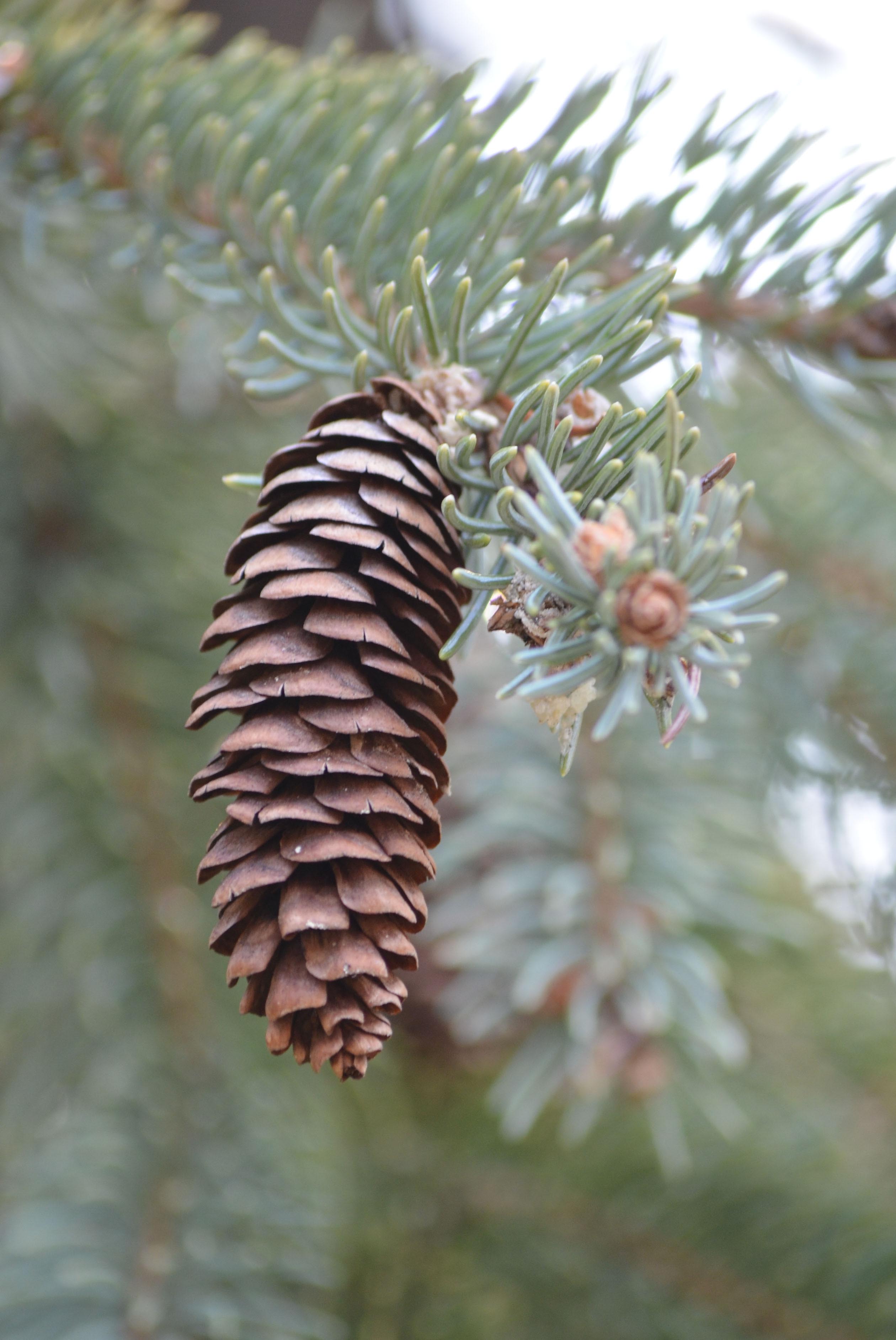 Picea glauca – Purdue Arboretum Explorer
