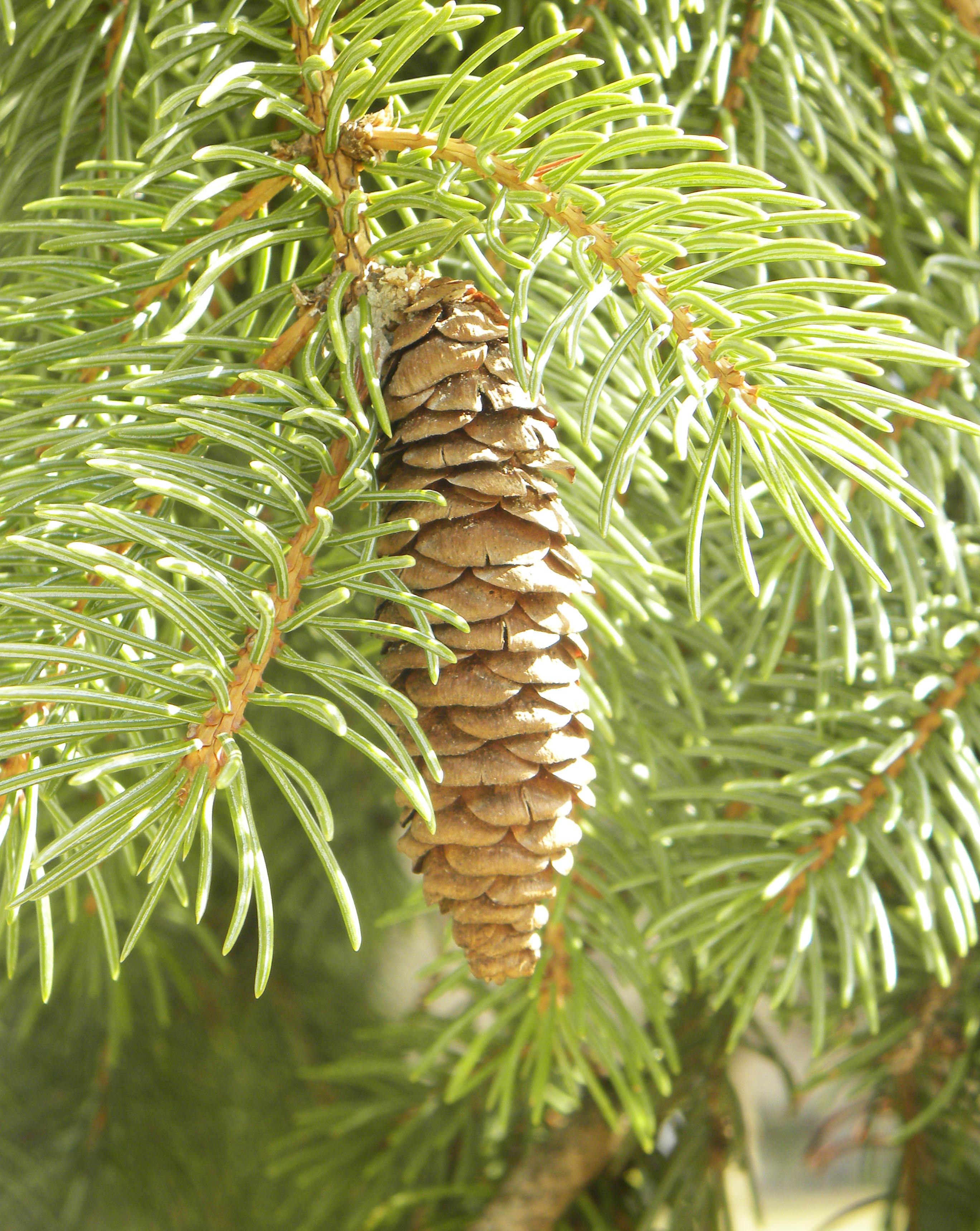 Picea glauca – Purdue Arboretum Explorer
