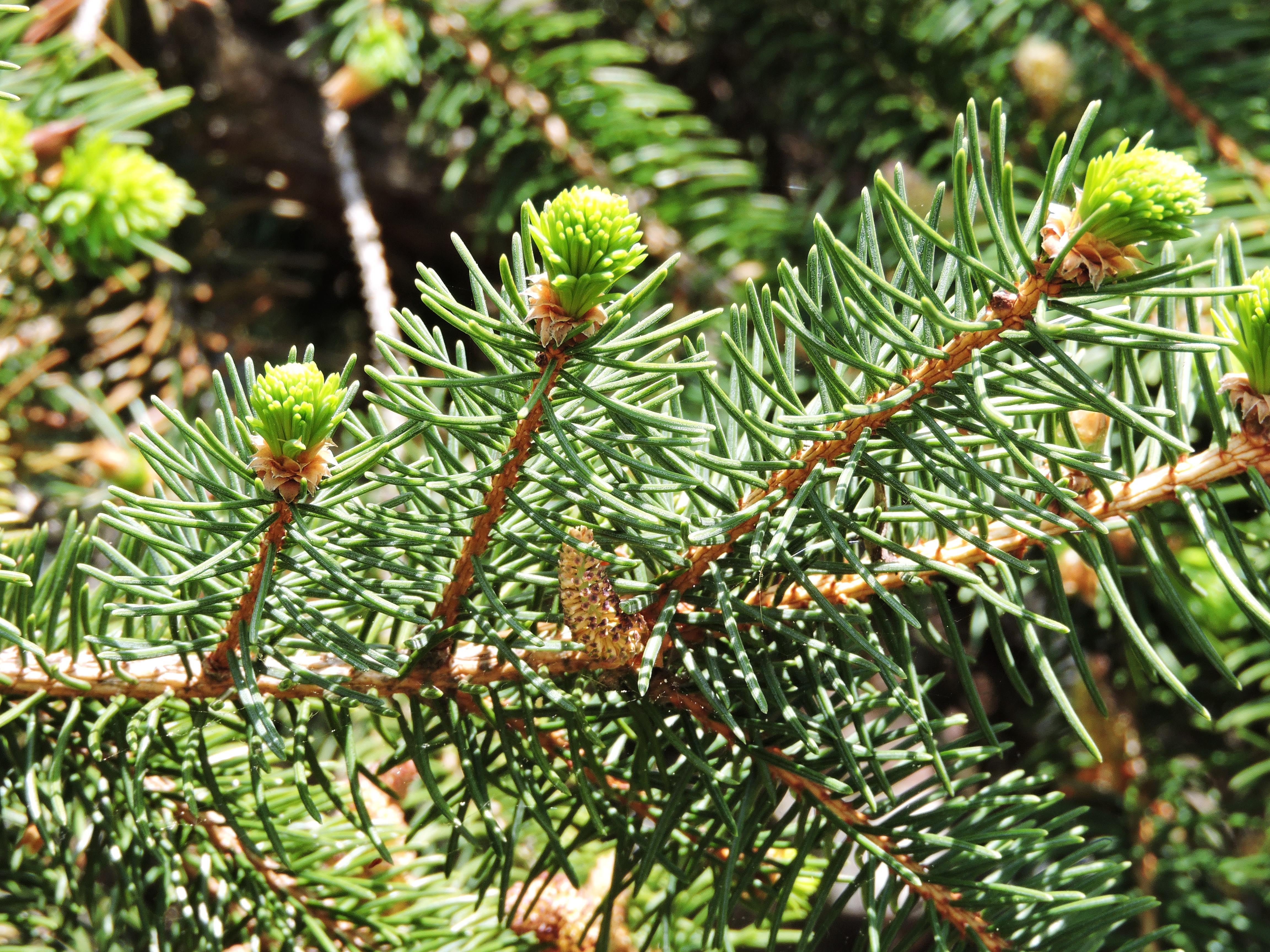 Picea glauca var. densata – Purdue Arboretum Explorer