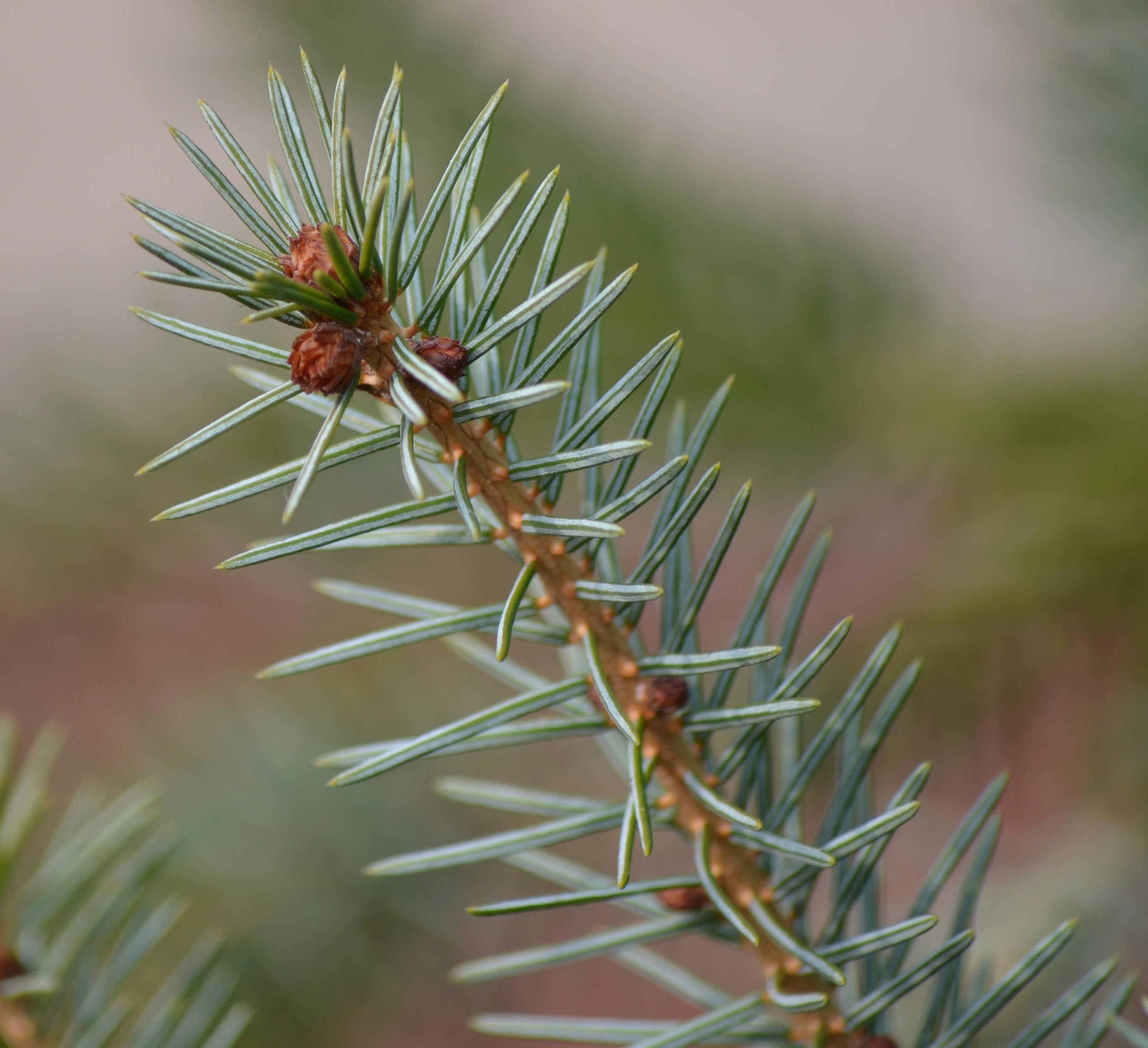 Picea omorika – Purdue Arboretum Explorer