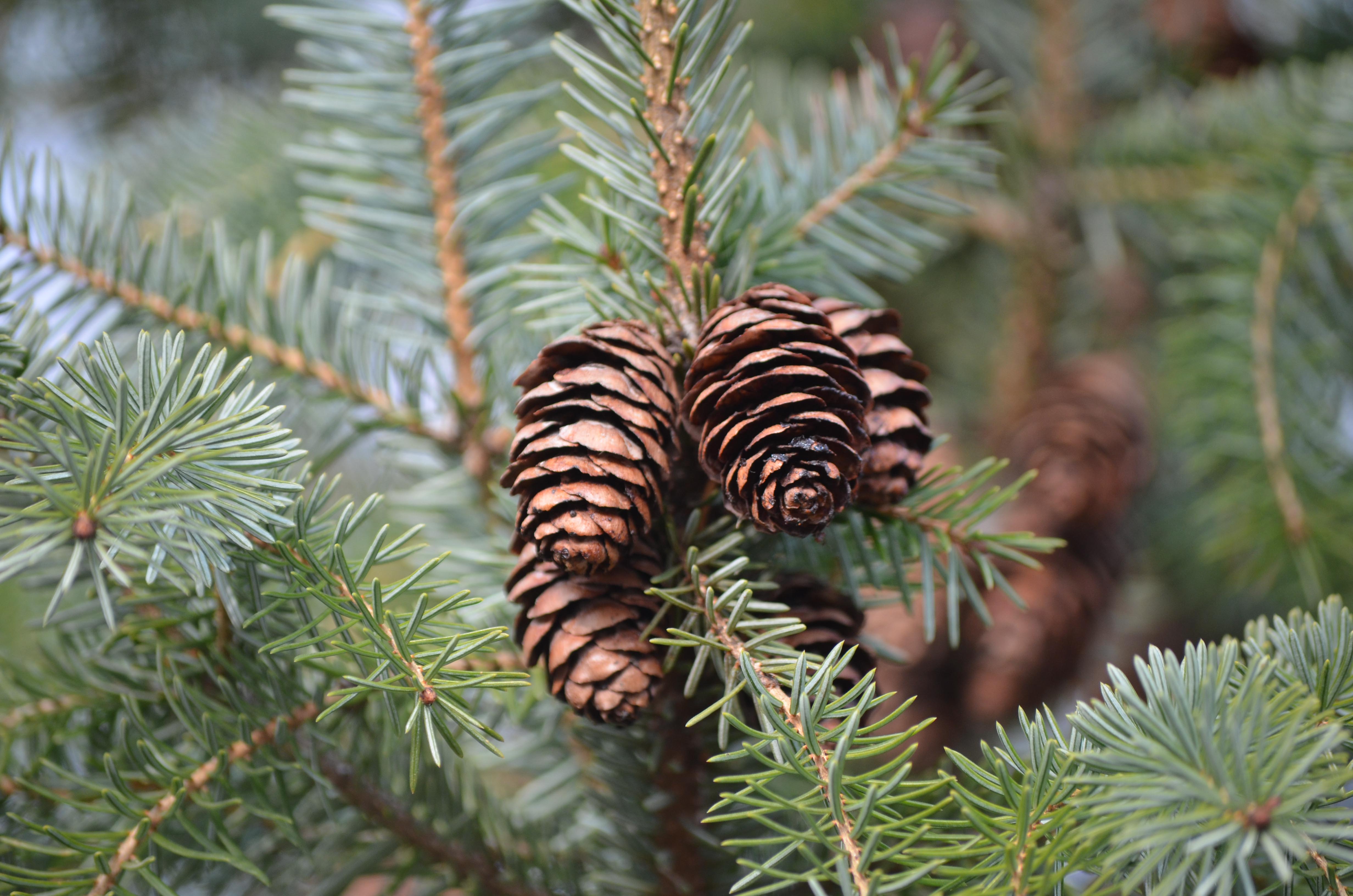 Picea omorika – Purdue Arboretum Explorer