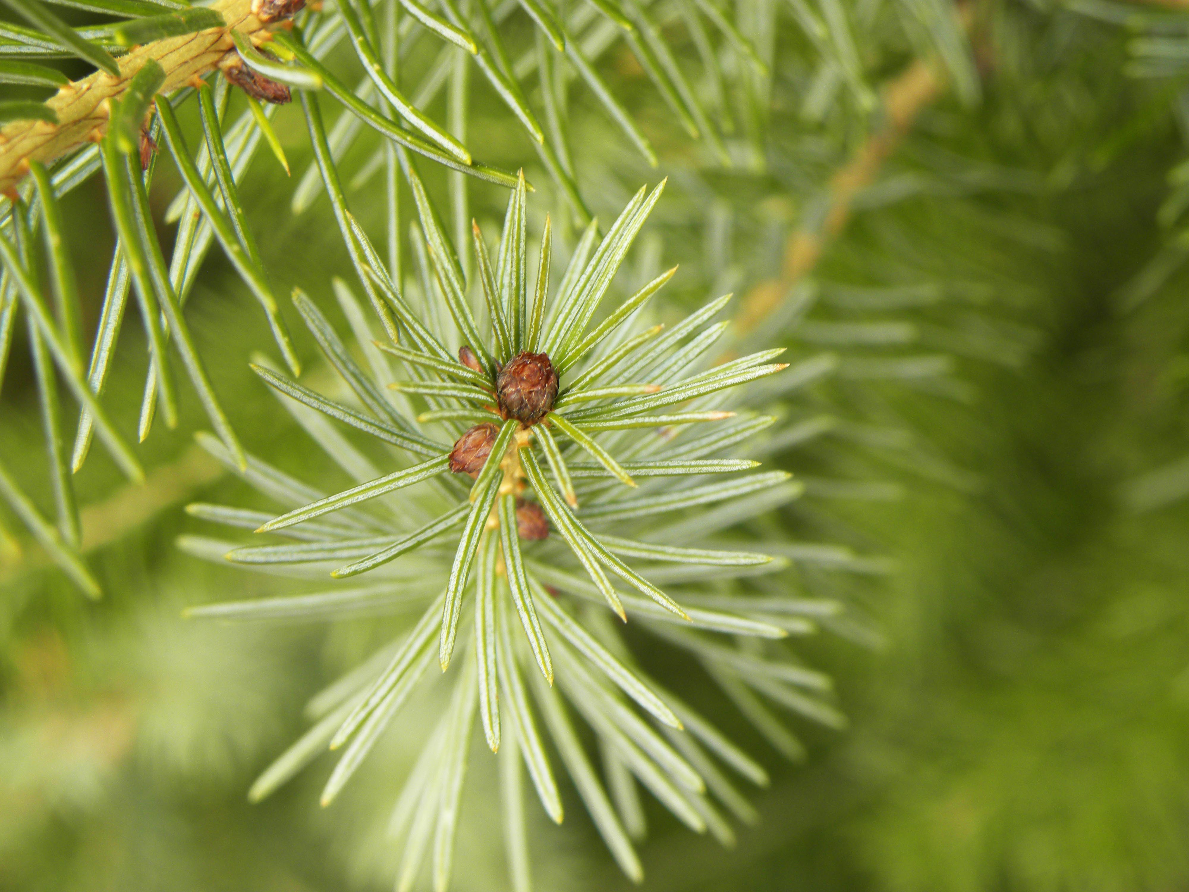 Picea omorika – Purdue Arboretum Explorer